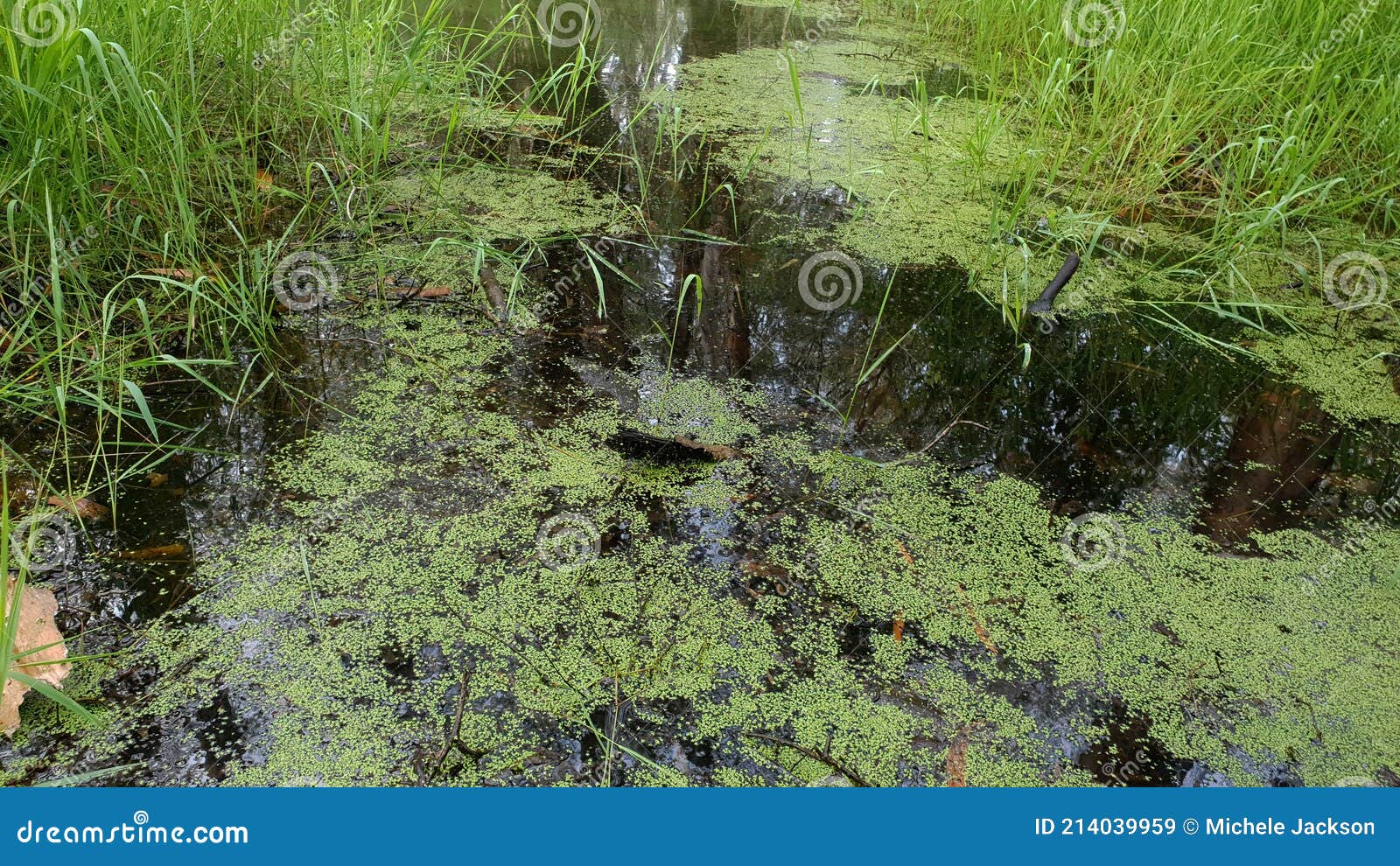 Algae Covered Swamp Water stock image. Image of scene - 214039959