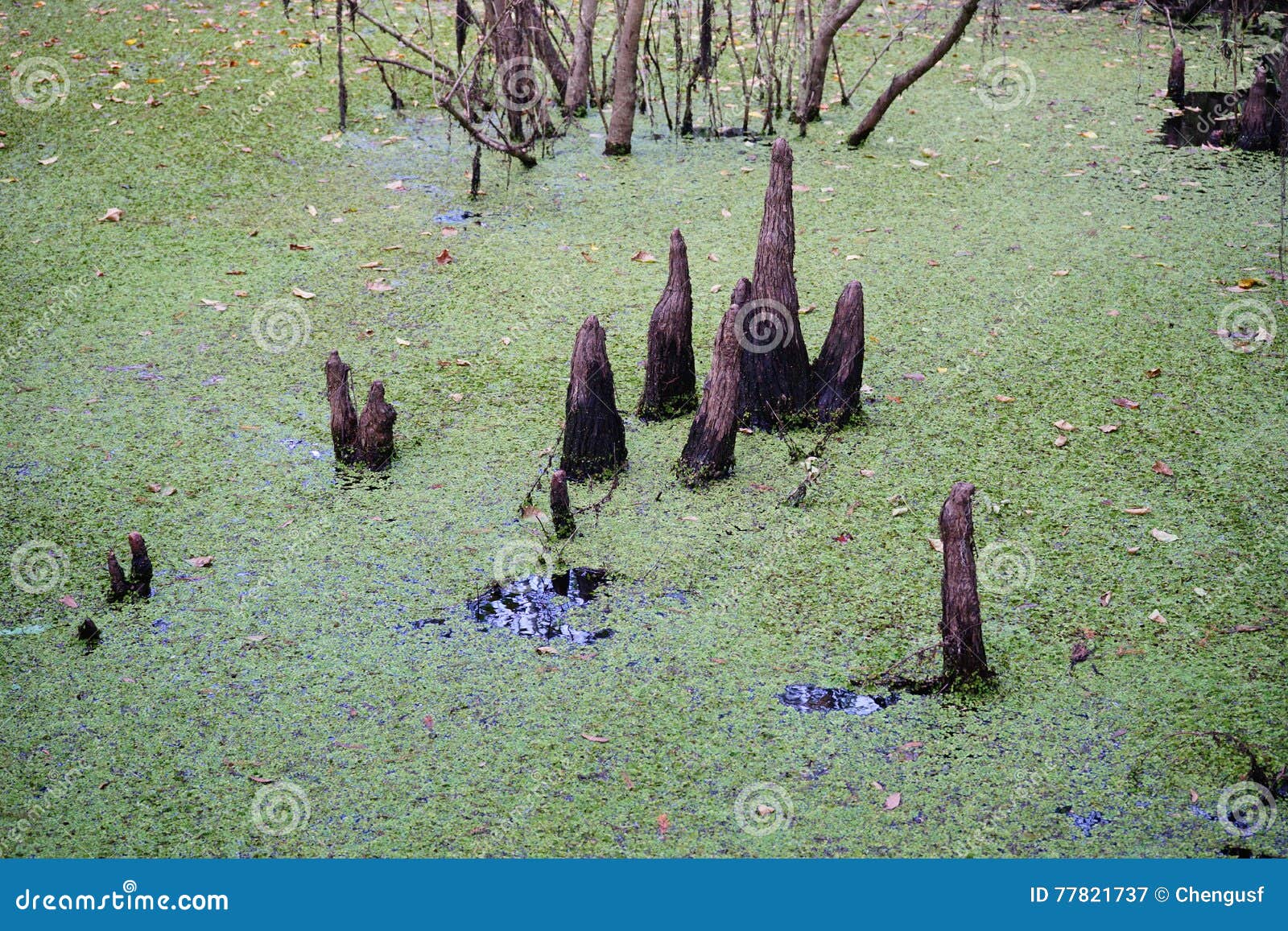 Algae stock image. Image of lettuce, crocodile, nature - 77821737