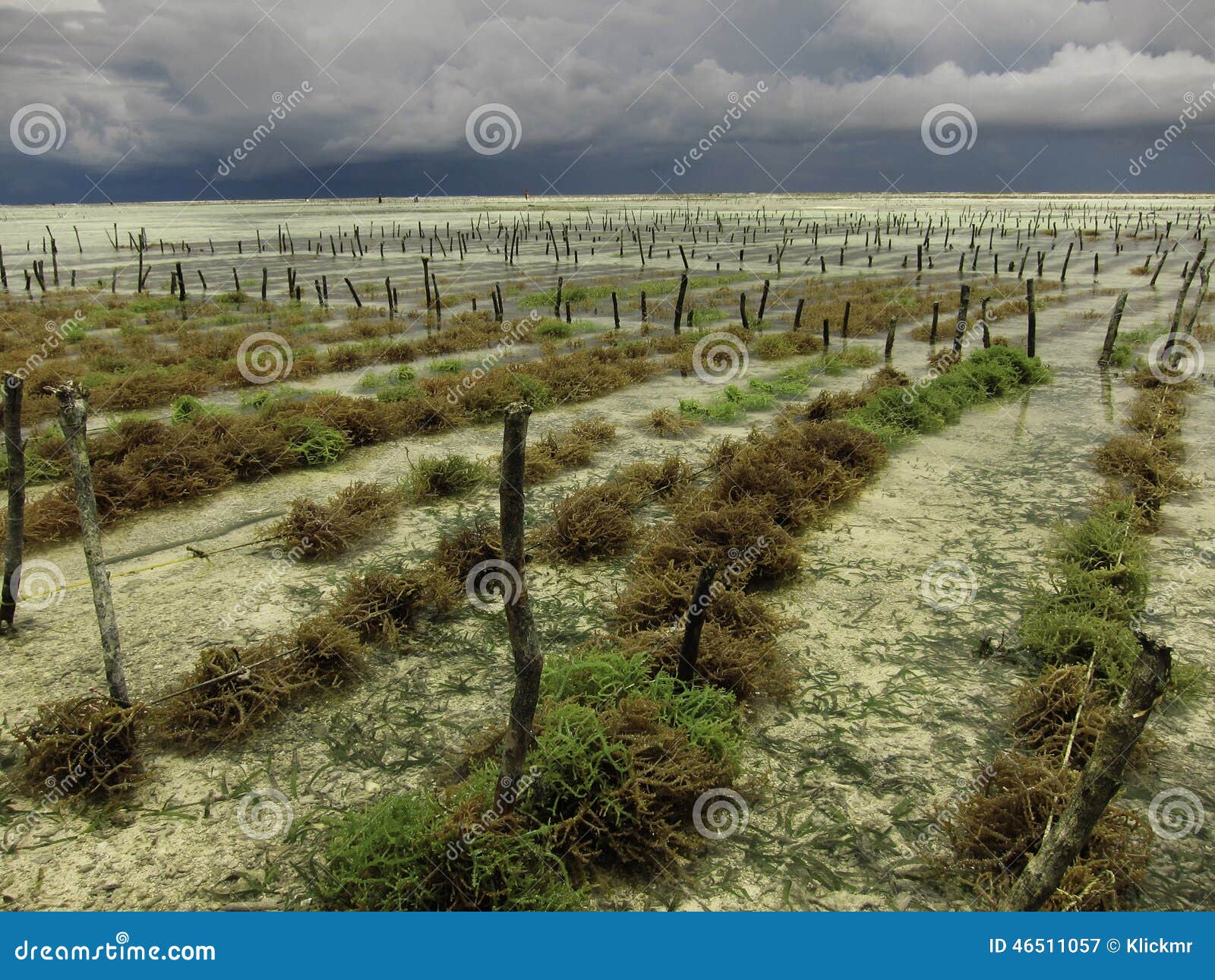Algae Cultivation in the Ocean Stock Image - Image of farm, grow: 46511057