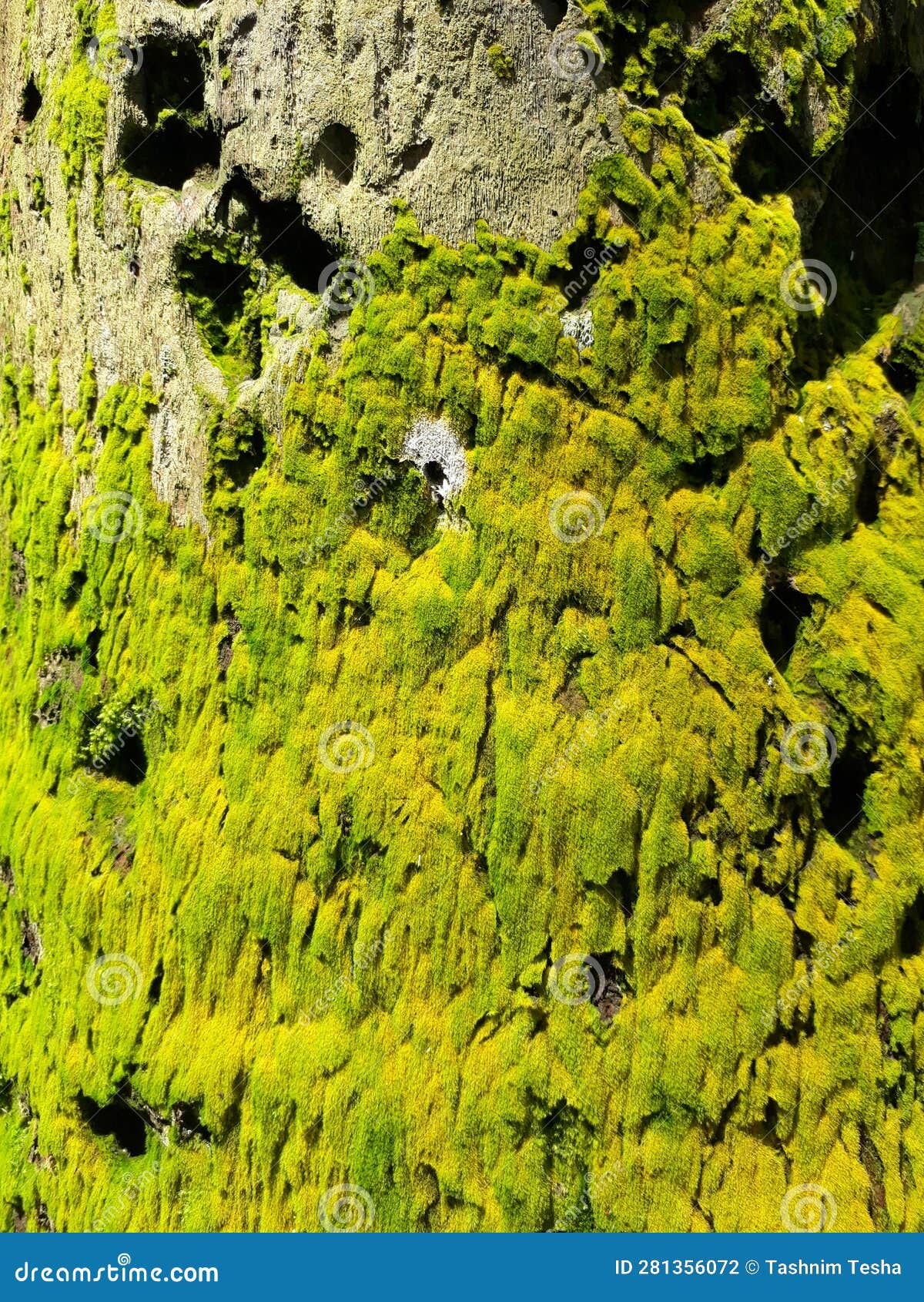 Algae and Cyanobacteria are Simple, Plant Stock Photo - Image of soil ...