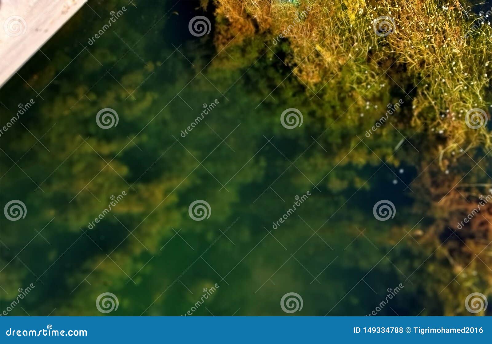 Algae in the dam stock photo. Image of reach, white - 149334788