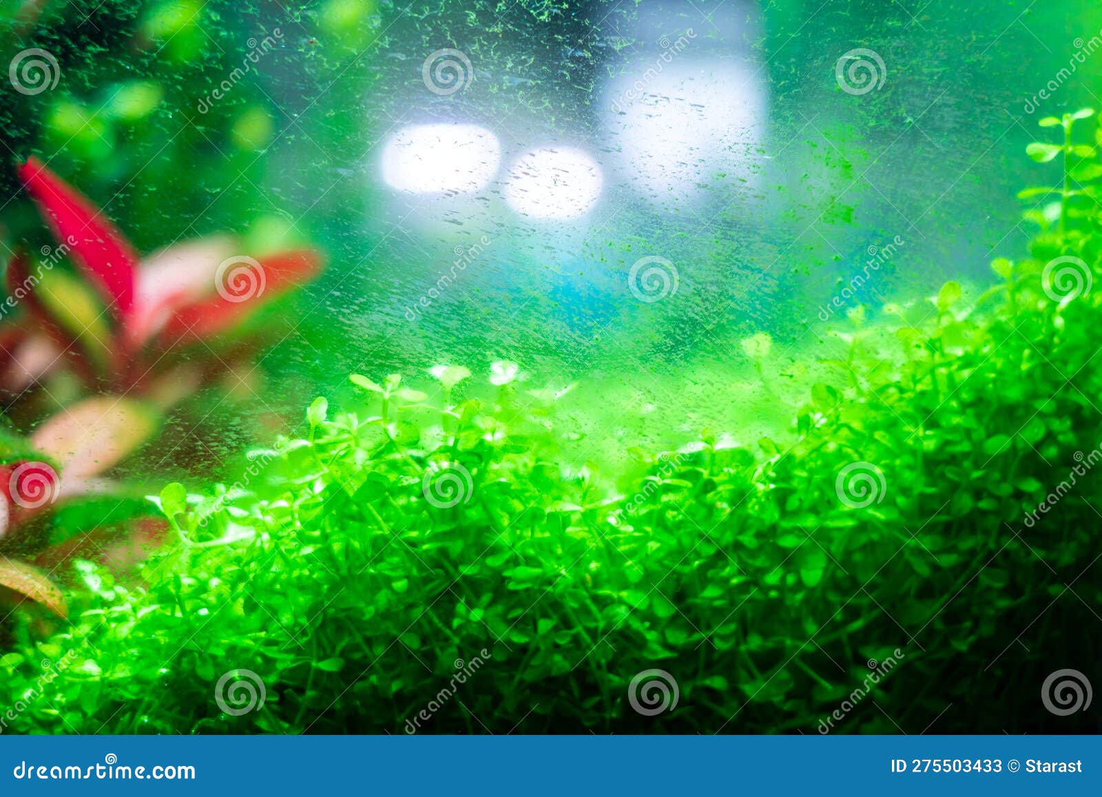 Algae in a Dirty Home Aquarium, Micranthemum Tweediei Monte Carlo ... Algae in a Dirty Home Aquarium, Micranthemum Tweediei Monte Carlo ...