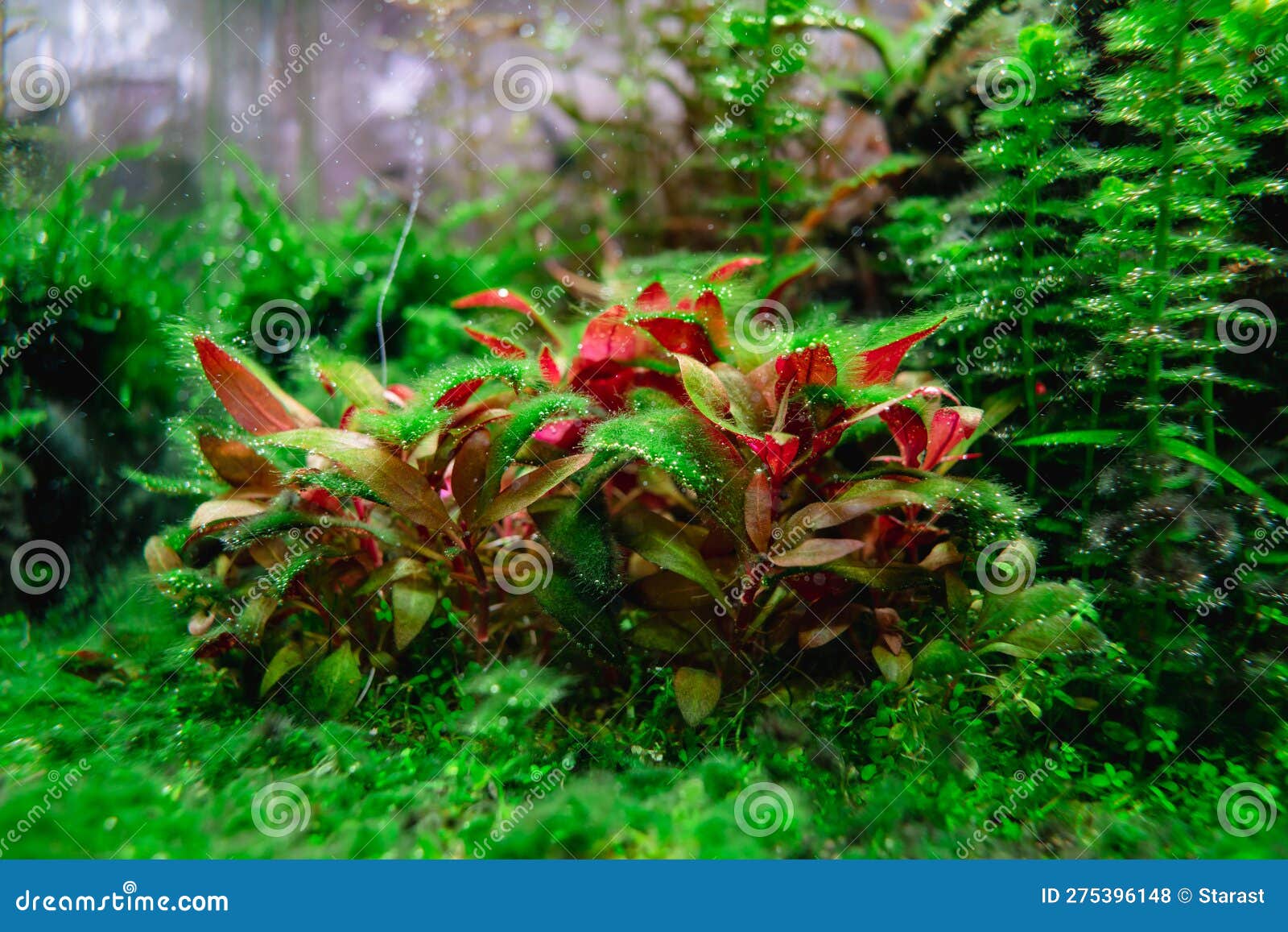 Algae In A Dirty Home Aquarium With Shrimps And CO2, Alternanthera ...