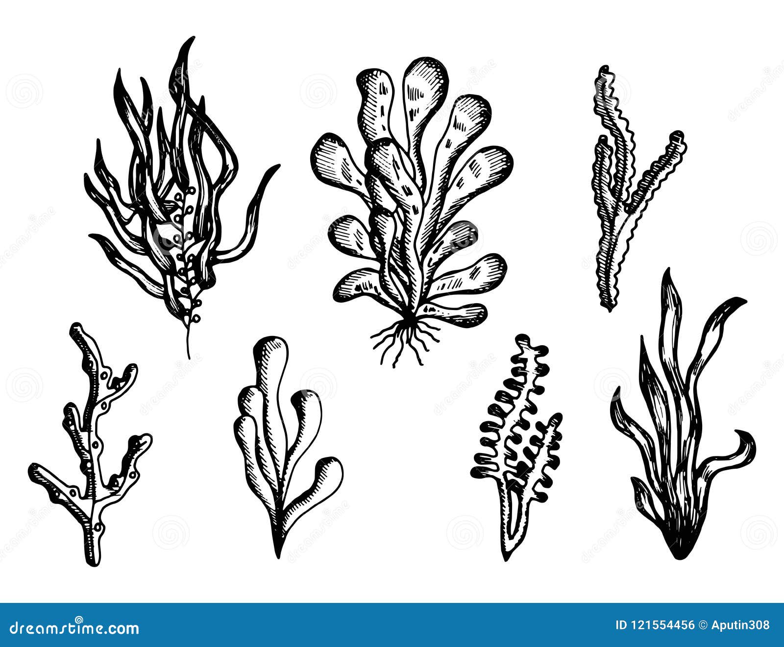 Algae Drawing Handmade Monochrome Vector. Isolated on White Back Stock ...