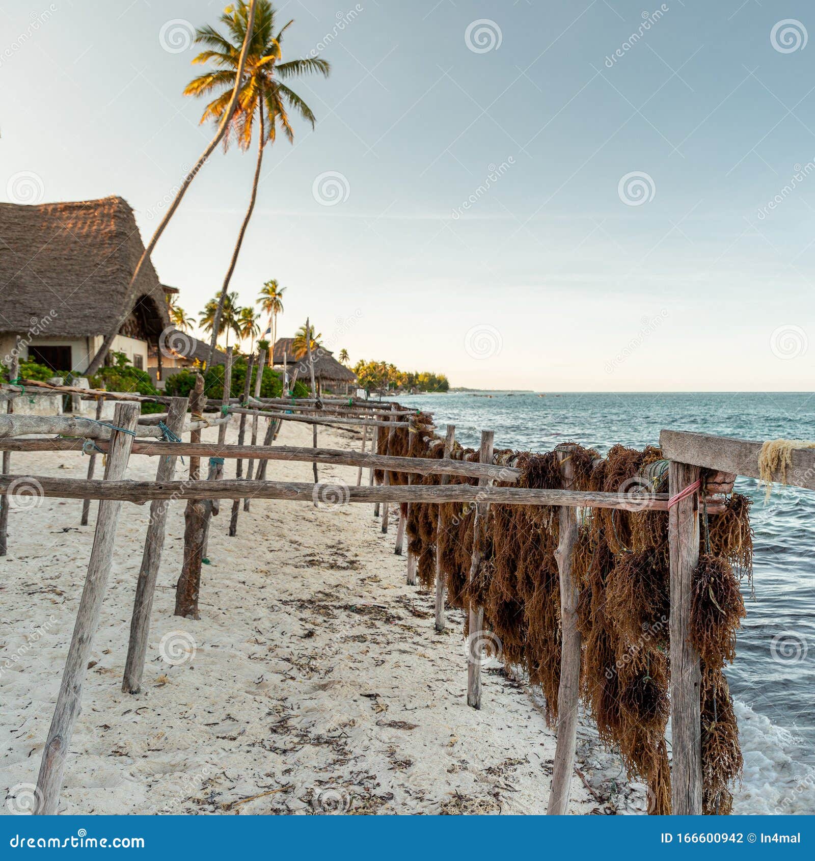 The Algae are Drying at the Beach Stock Photo - Image of cultivation ...