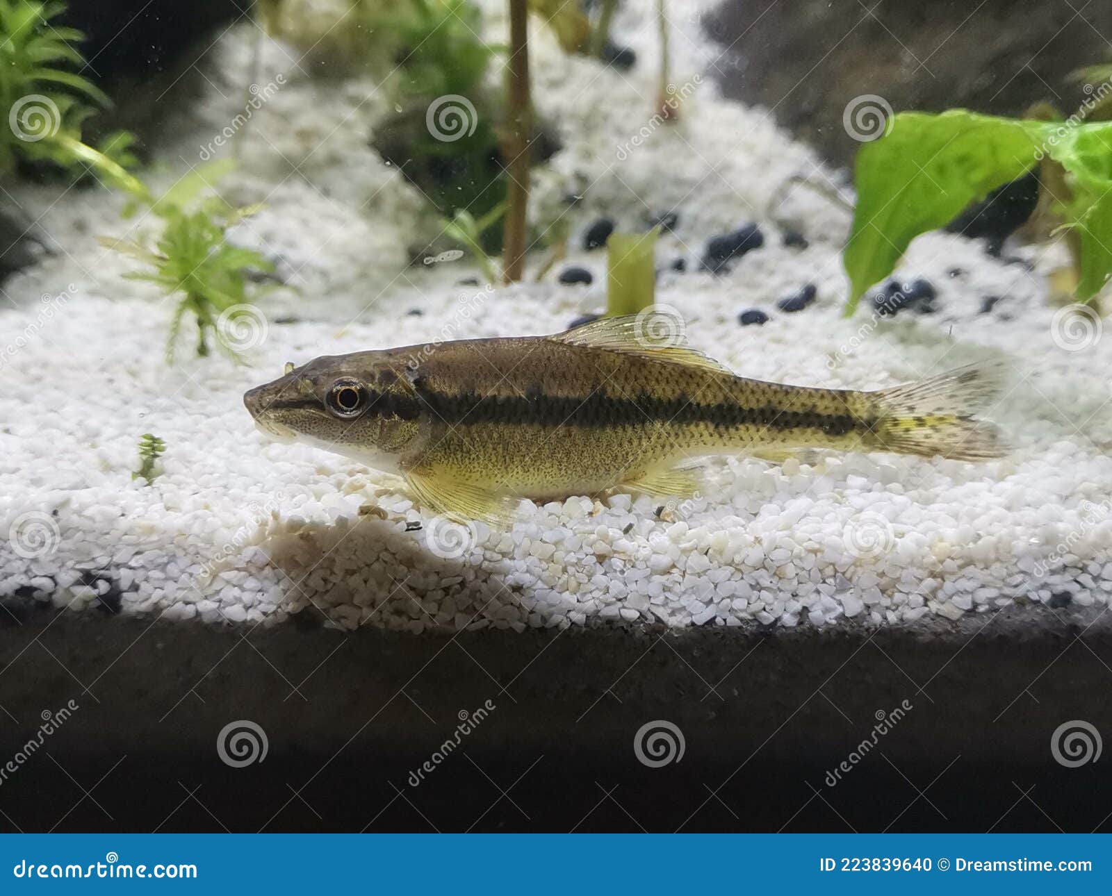 Algae eater stock photo. Image of tank, eater, cleans - 223839640