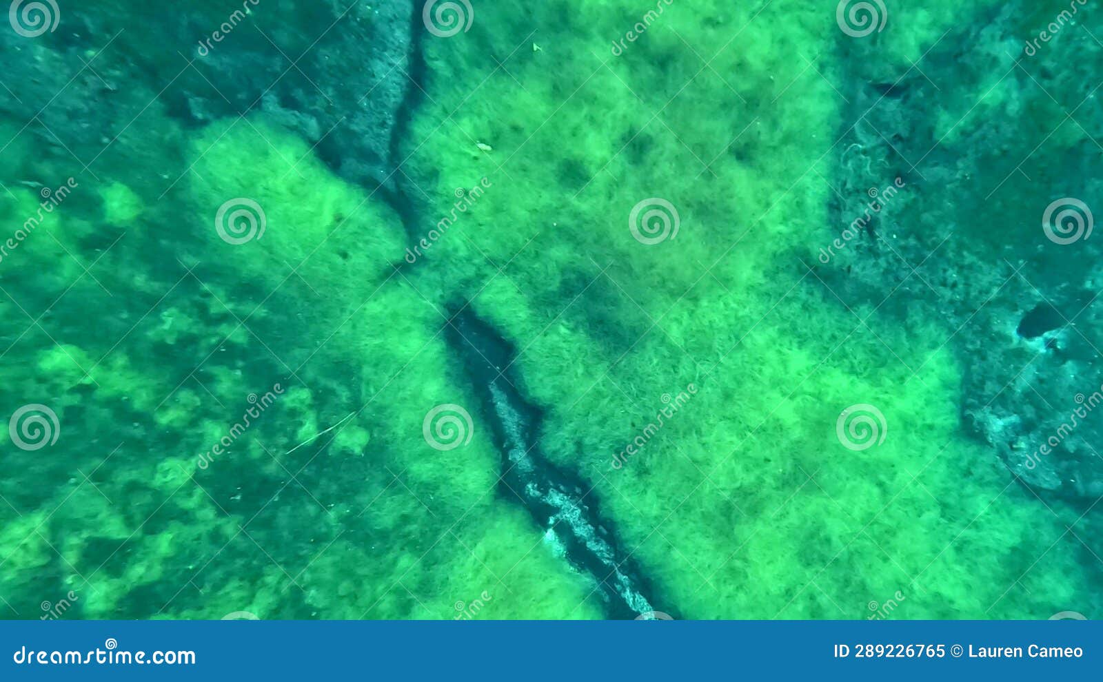 Algae in Ewens Ponds - South Australia Limestone Coast Karst Ecosystem ...