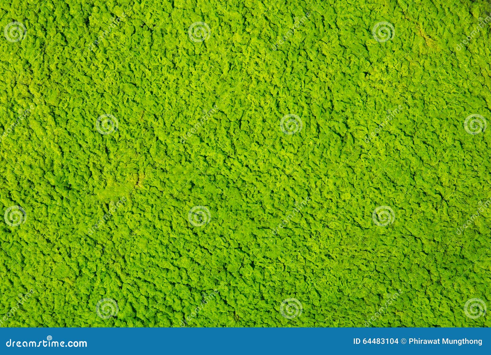 Algae Floating in Wastewater Pond Stock Photo - Image of gross, light ...