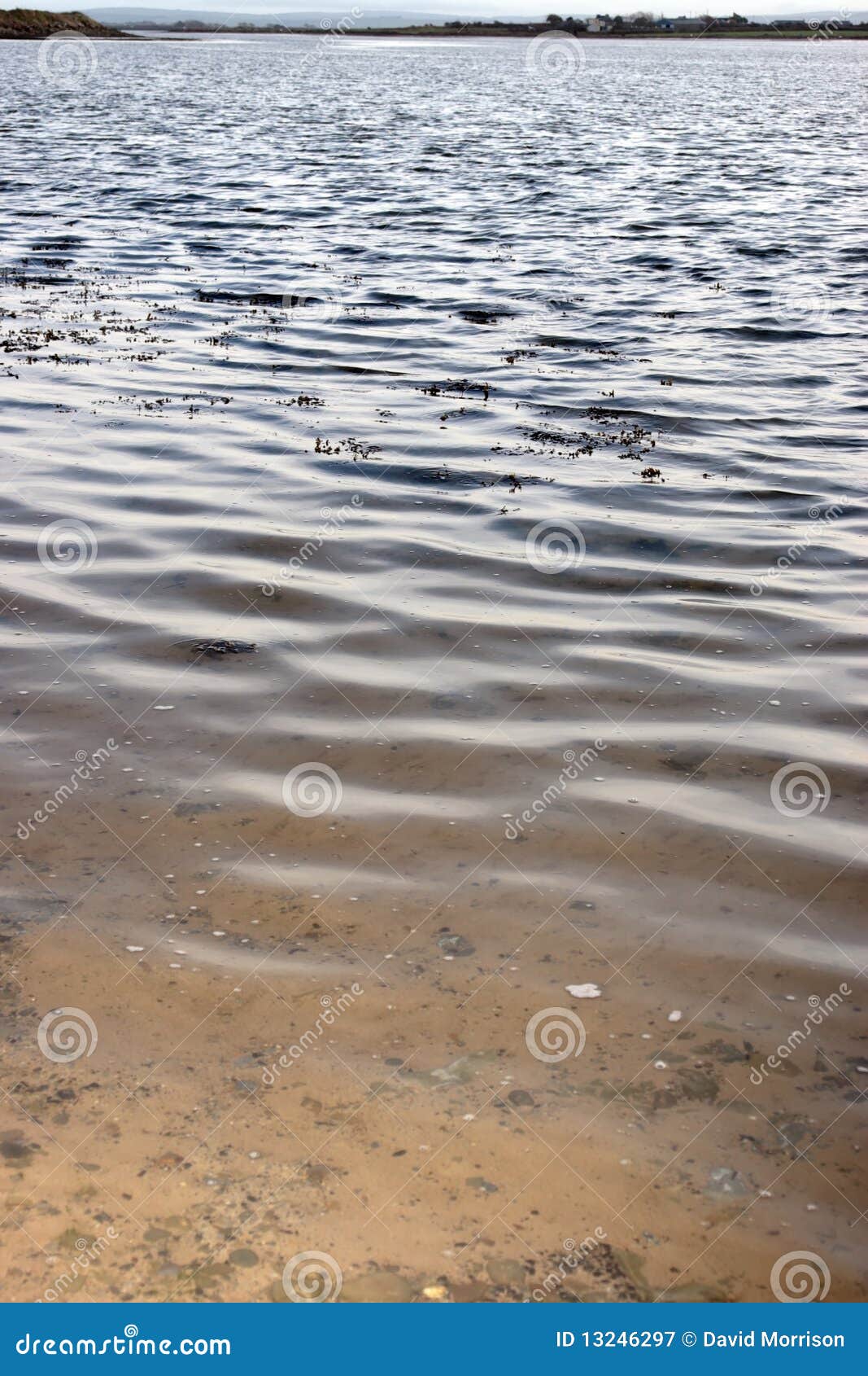 Algae floating on water stock image. Image of scum, rock - 13246297
