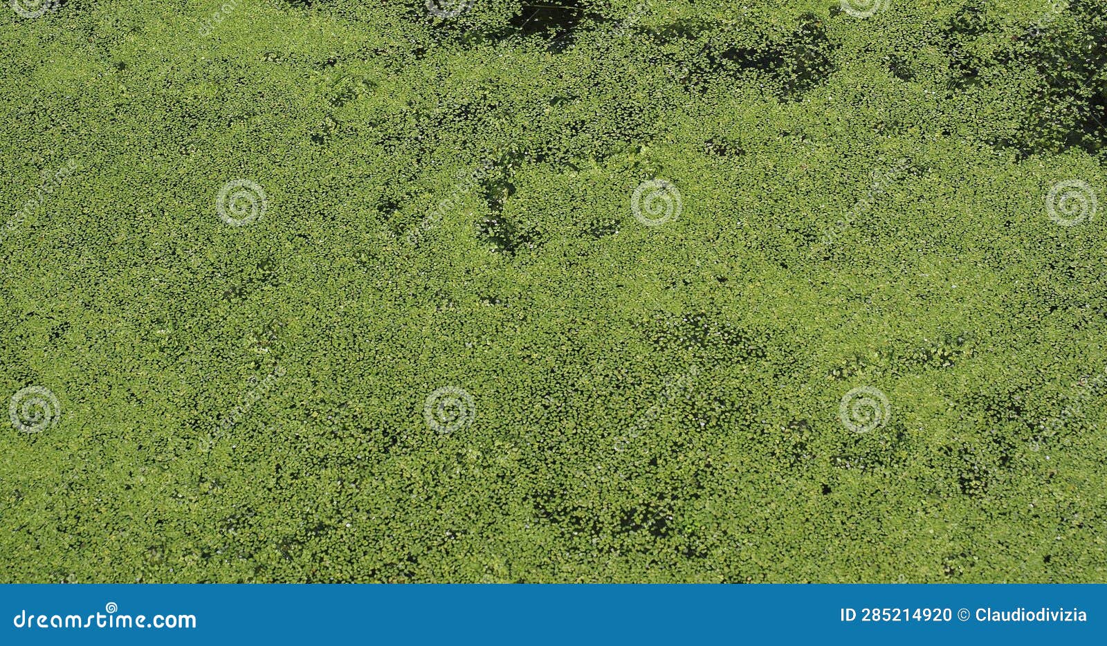 Algae floating on water stock photo. Image of plantae - 285214920