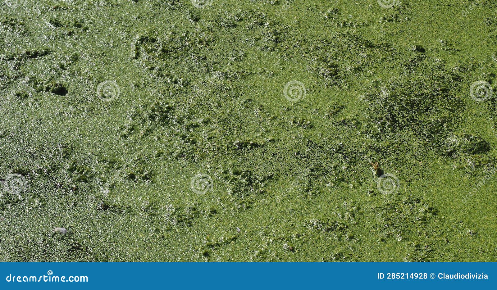 Algae floating on water stock photo. Image of surface - 285214928