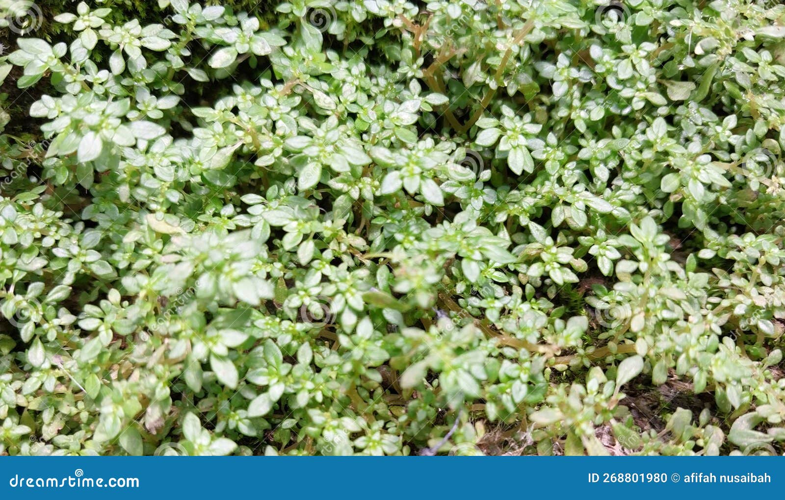 Algae flowers green leaves stock photo. Image of algae - 268801980