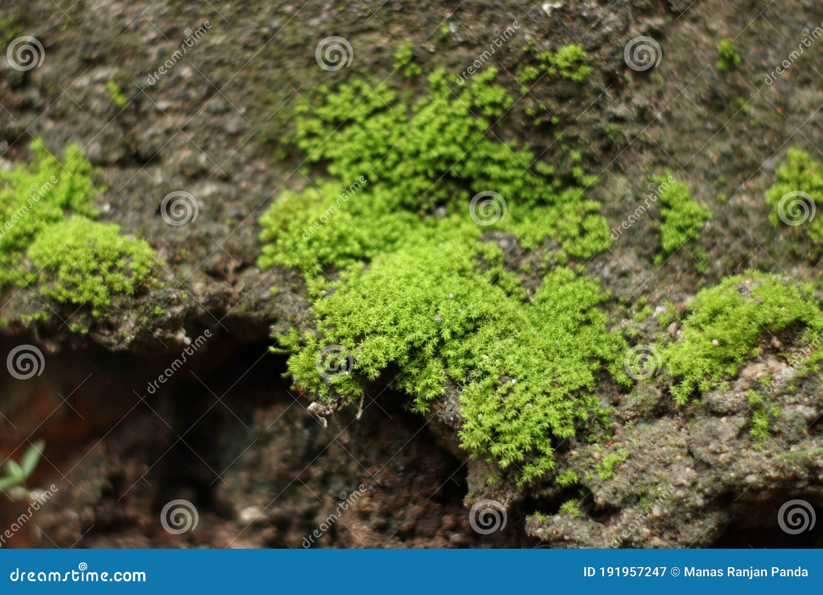 Algae Formation on the Wall Stock Image - Image of shot, unclean: 191957247