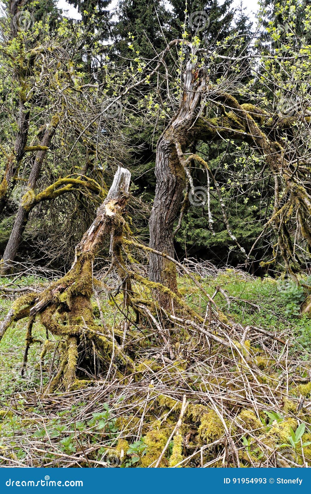 Algae Formed on the Trees and Tree Stump Stock Image - Image of arch ...