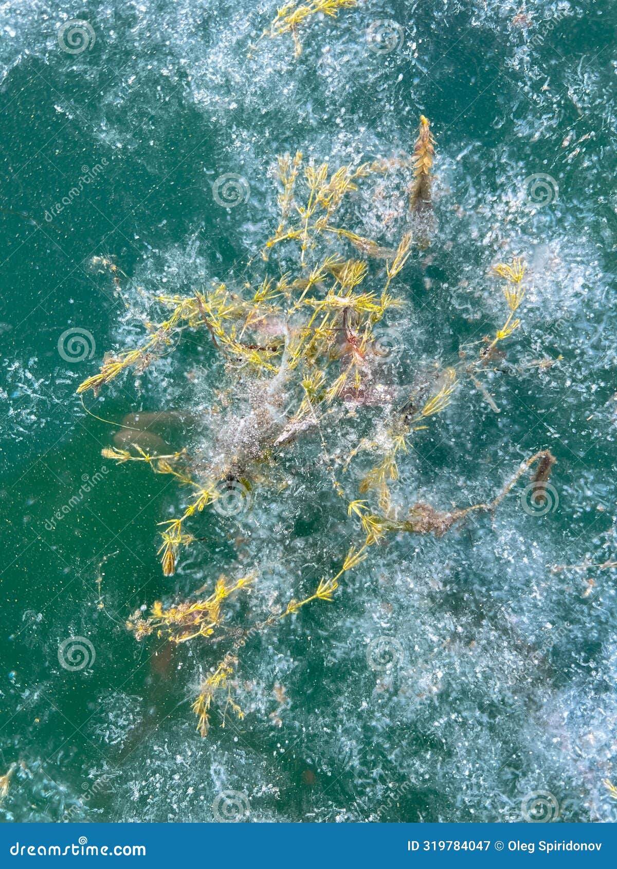 Algae Frozen into Ice on the Lake Stock Image - Image of grass ...