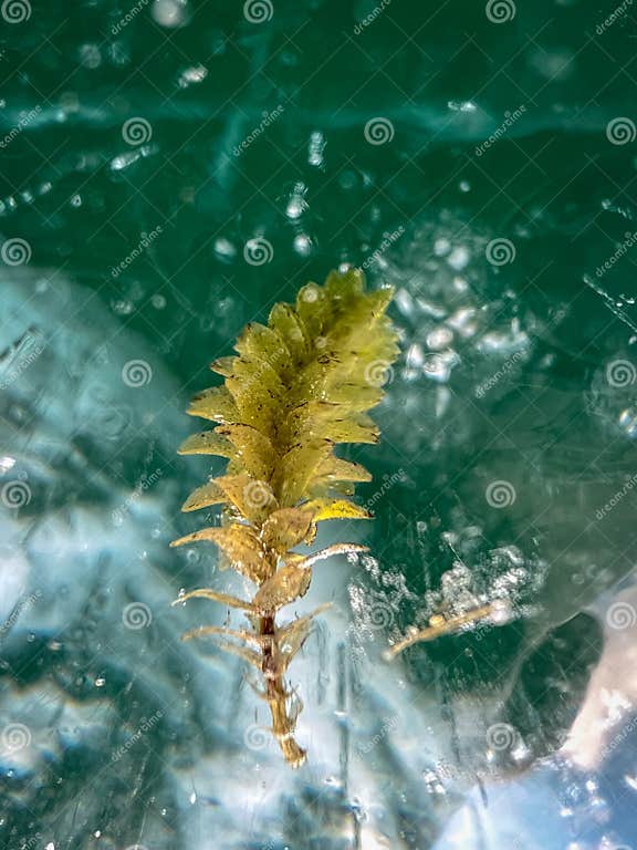 Algae Frozen into Ice on the Lake Stock Image - Image of underwater ...