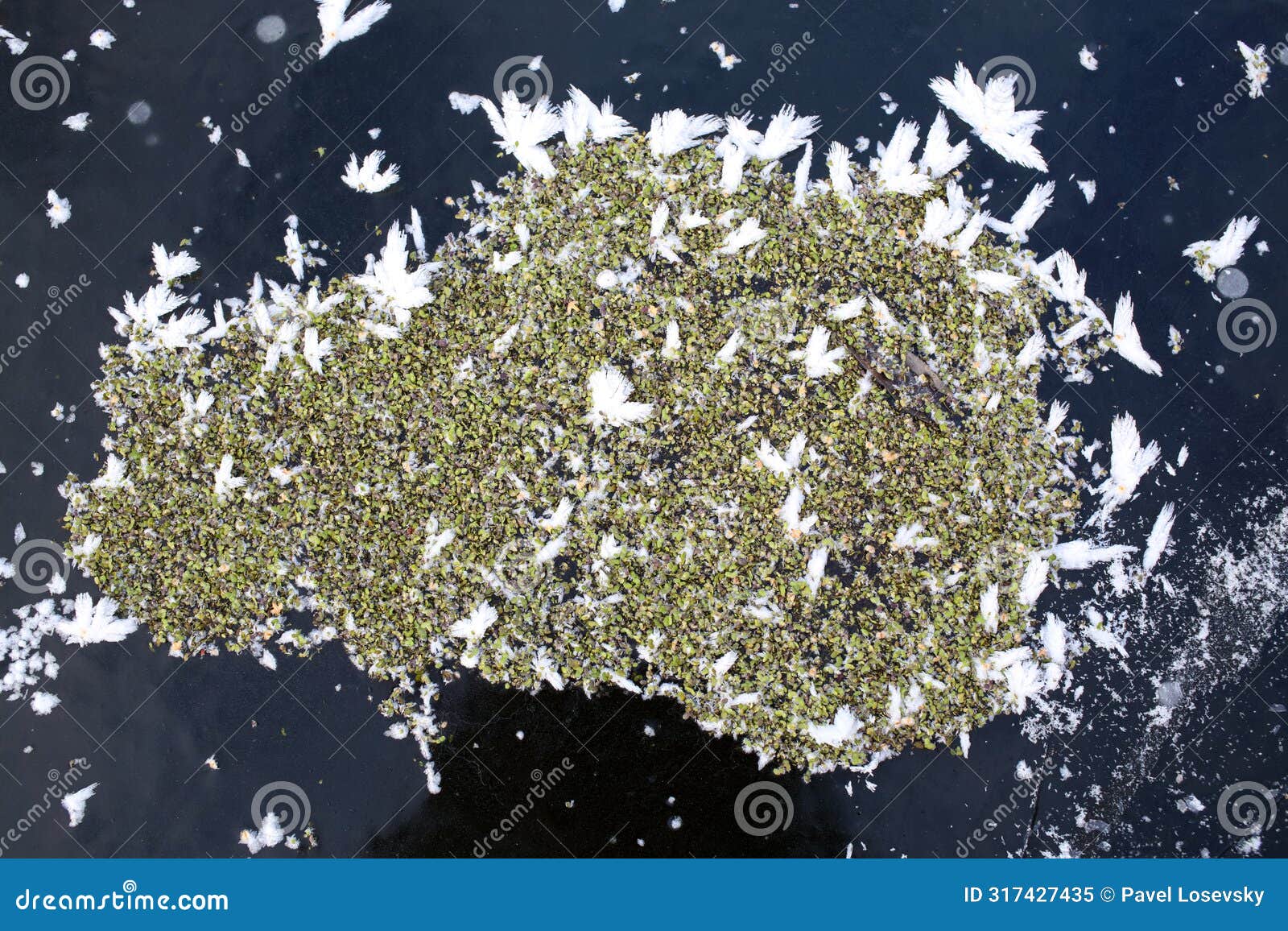 Algae Frozen into Lake Covered with Stock Image - Image of beautiful ...