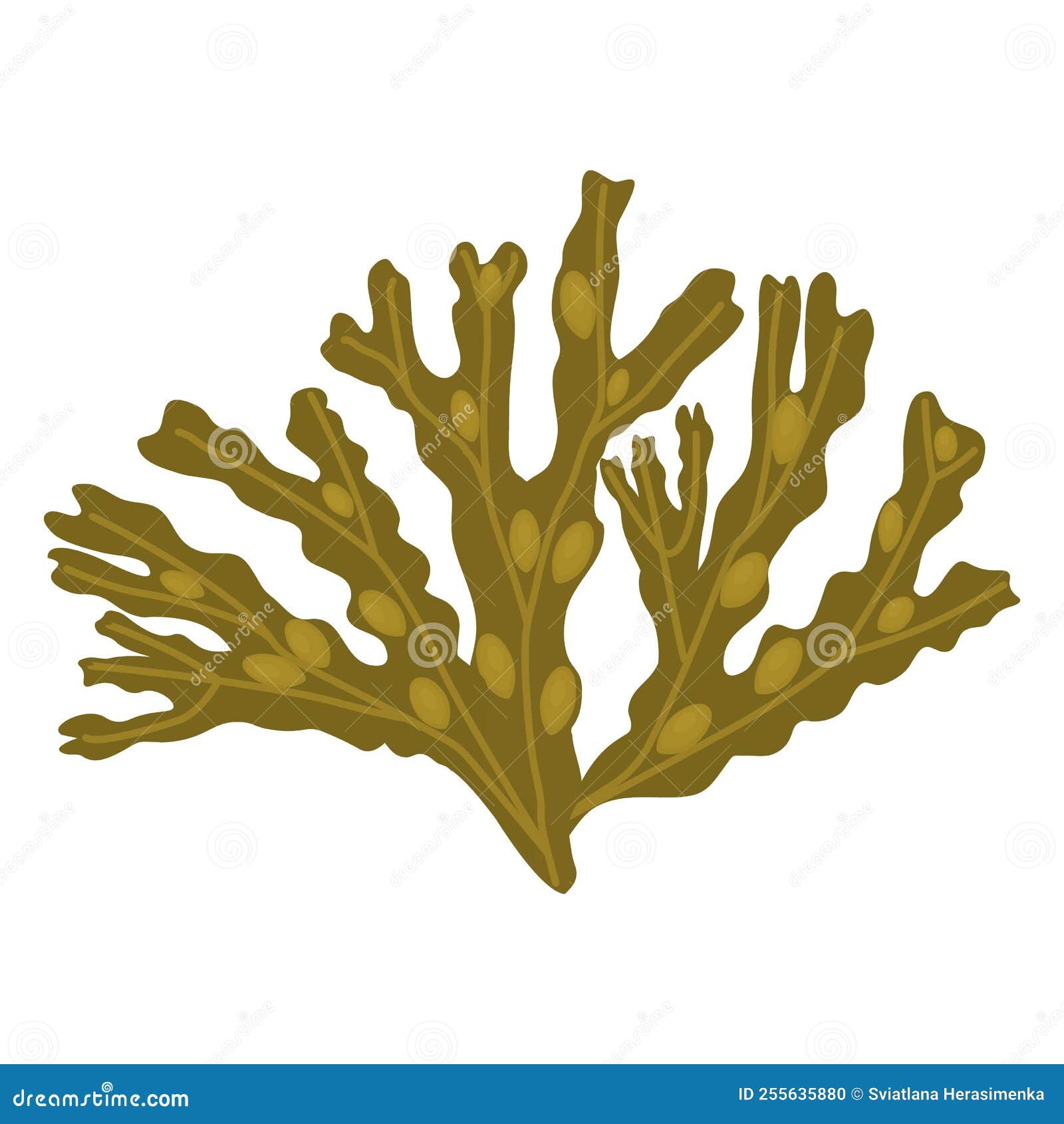 Algae Fucus Isolated On White Botanical Drawing Vector Illustration ...