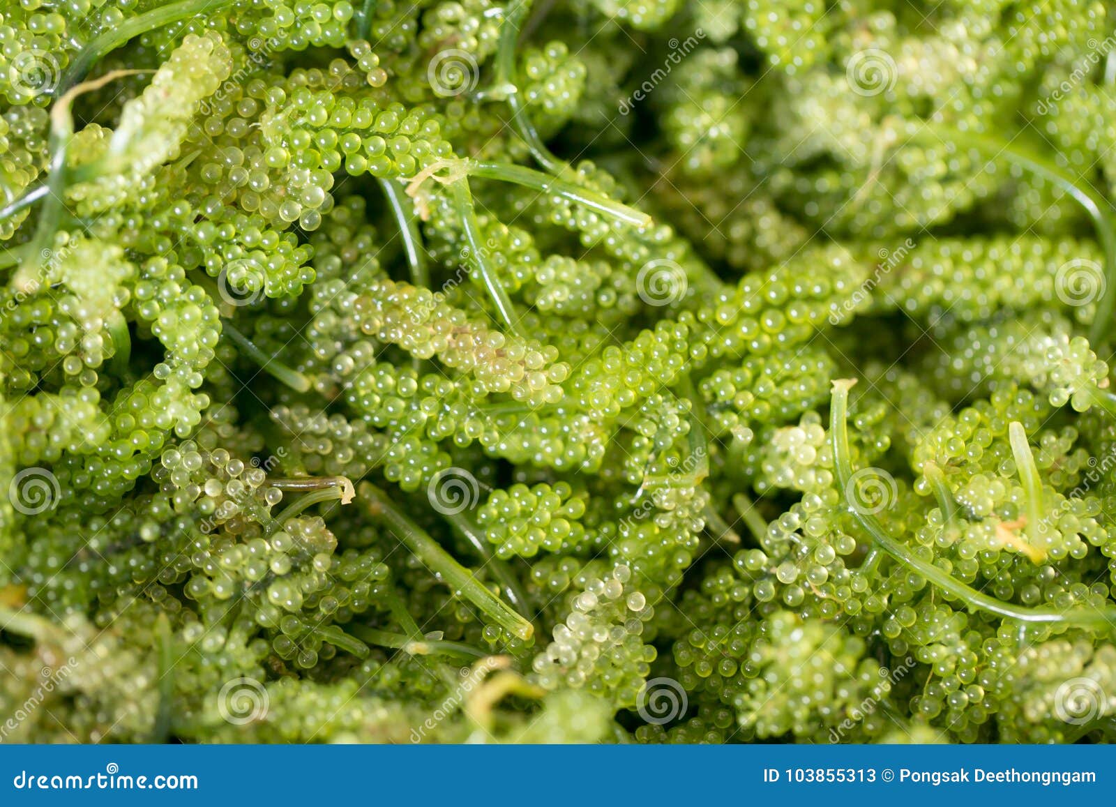 Algae grape bunch stock image. Image of alga, water - 103855313