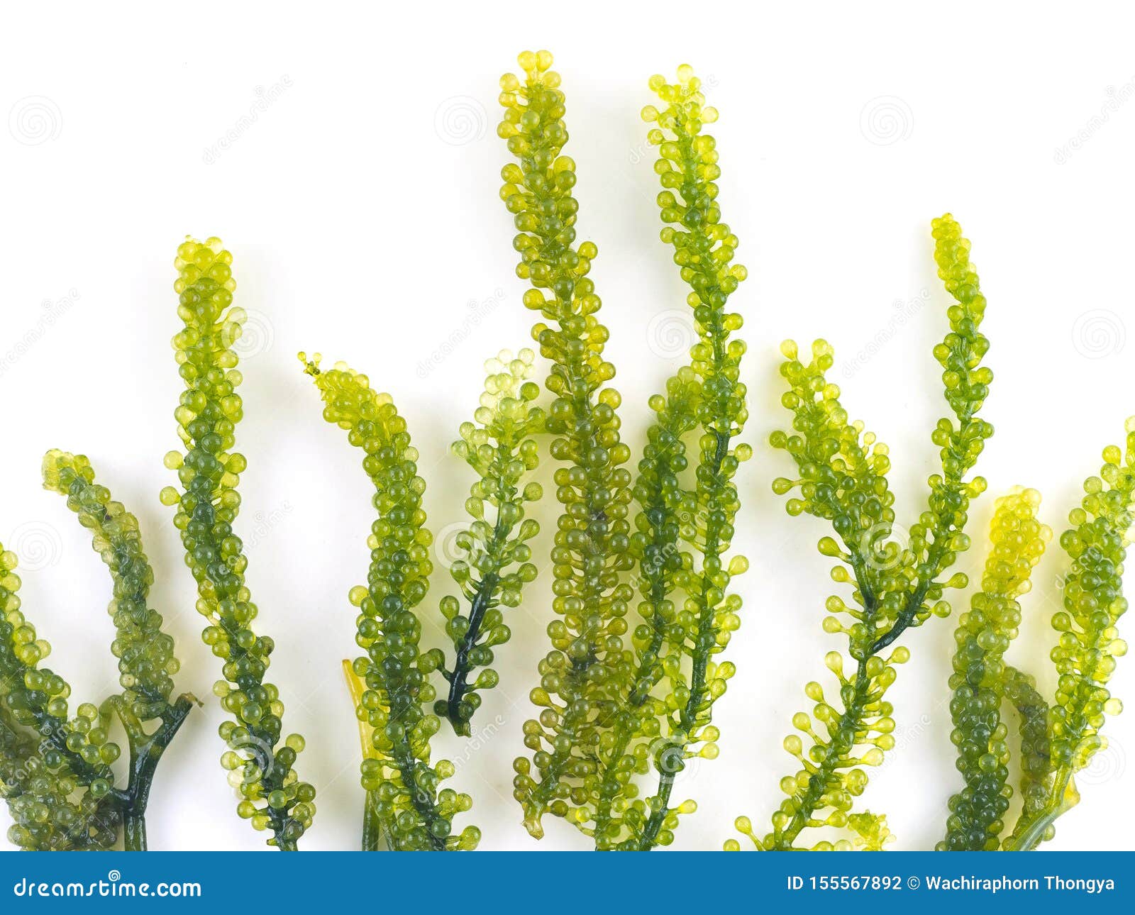 Algae Grape Bunch Healthy Food on White Backgrond Stock Photo - Image ...