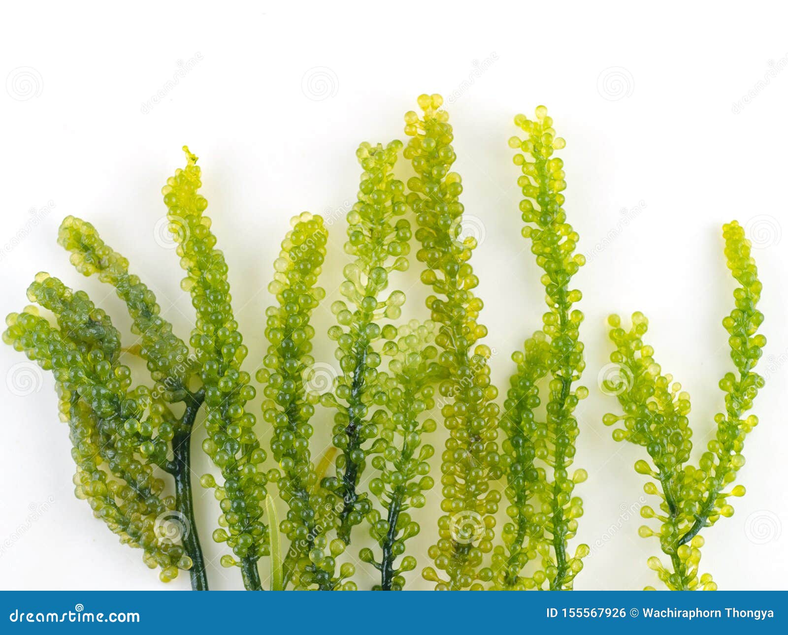 Algae Grape Bunch Healthy Food on White Backgrond Stock Photo - Image ...