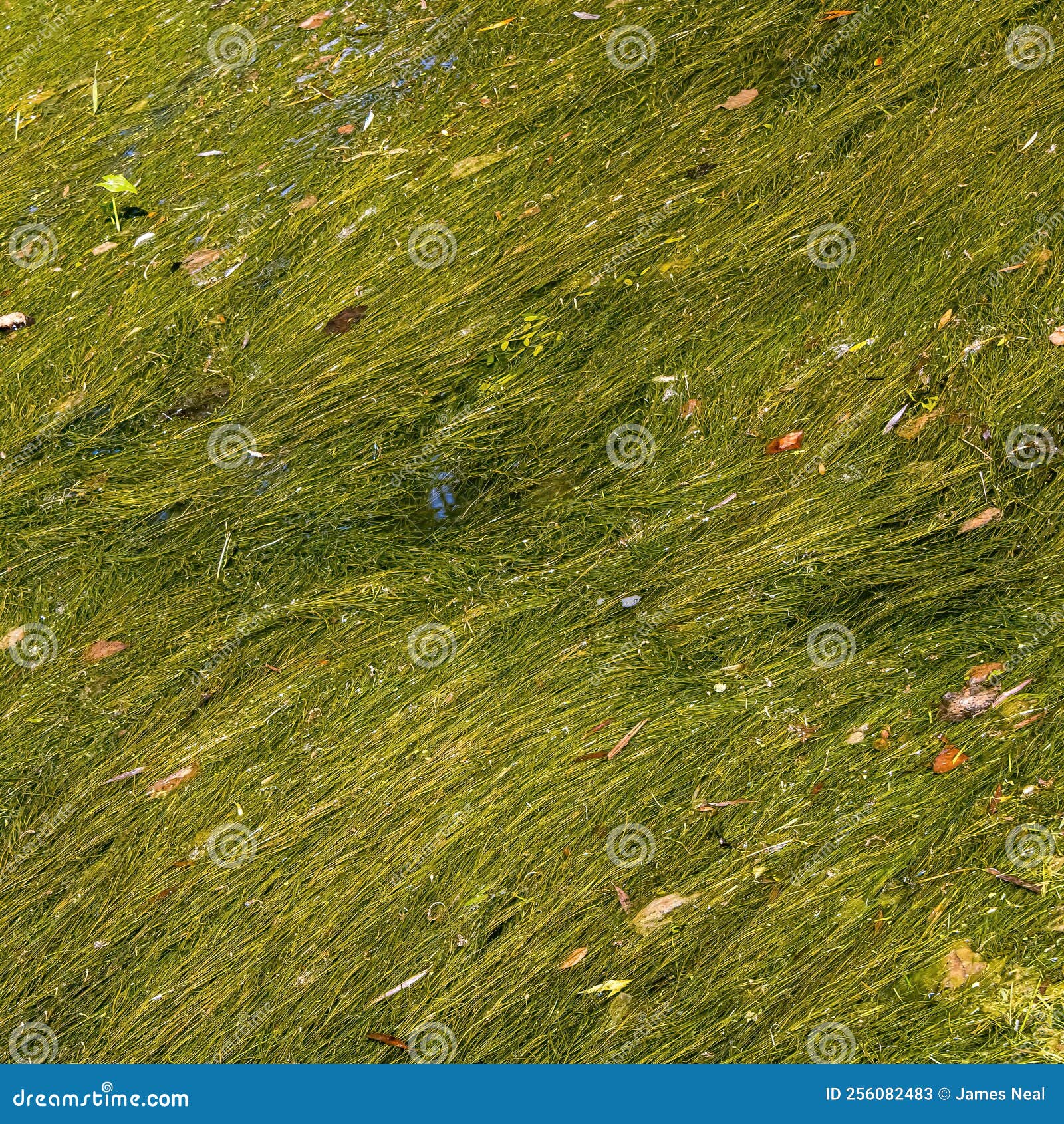 Algae and Grass Covered Creek in Summer Stock Image - Image of travel ...