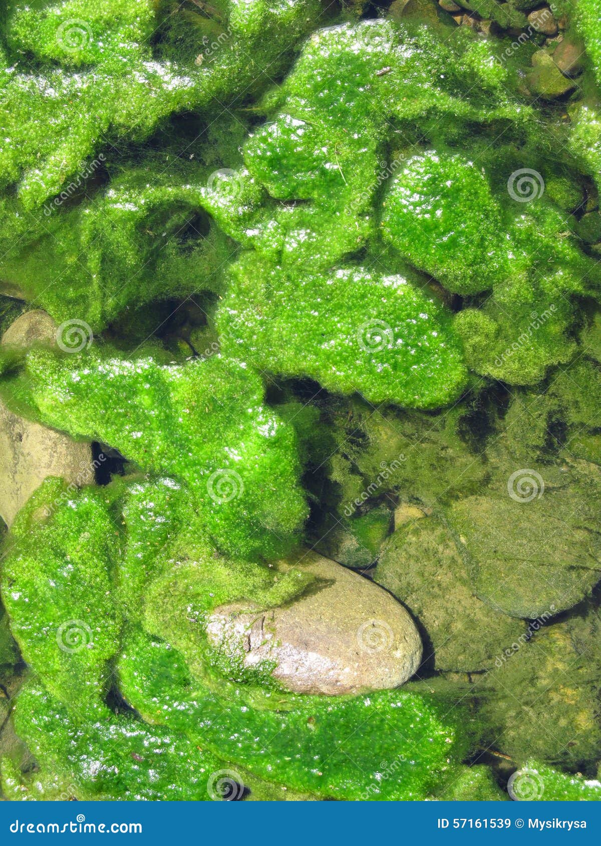 Algae stock image. Image of greenery, puddle, summer - 57161539