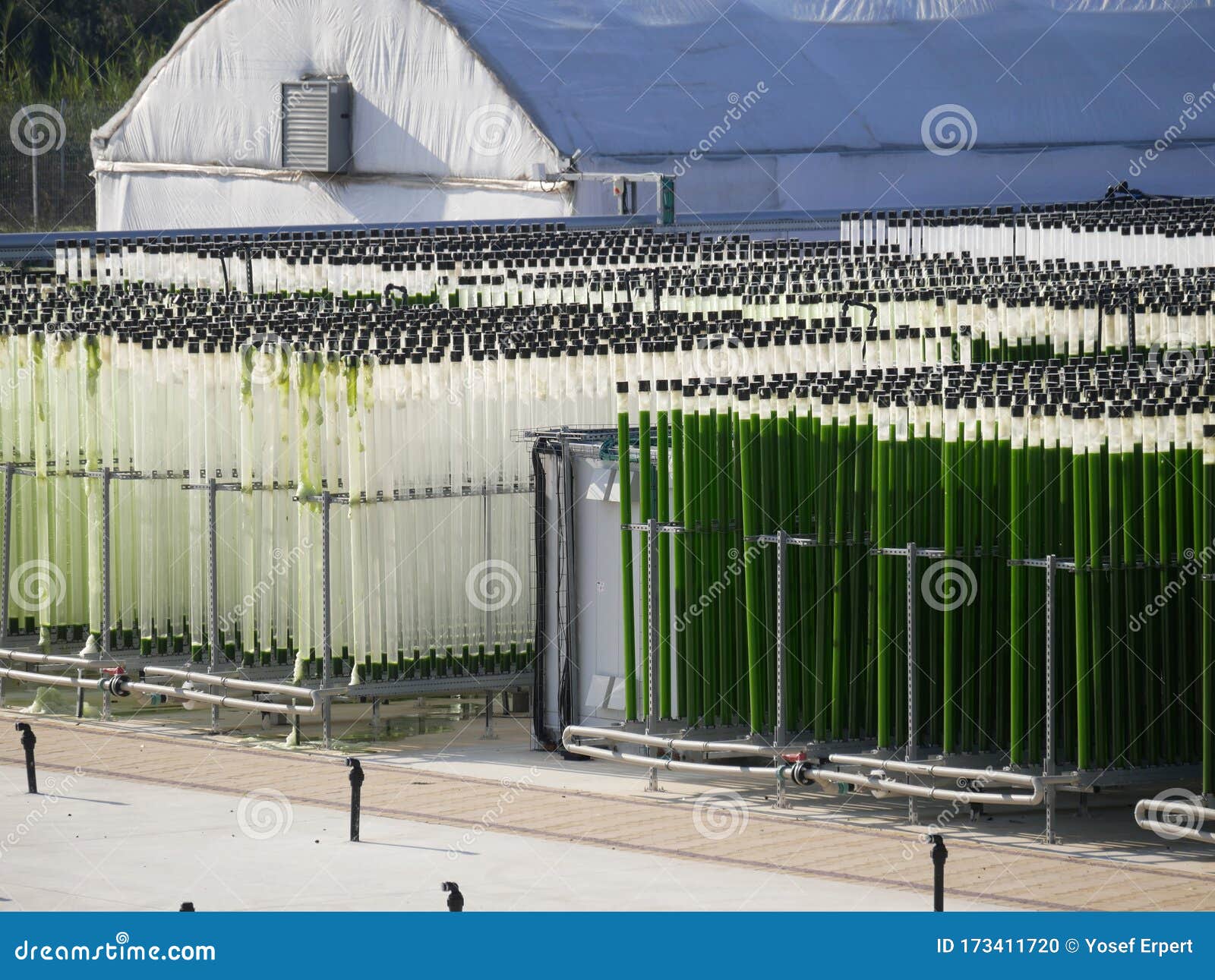 Algae growing farm stock photo. Image of agriculture - 173411720
