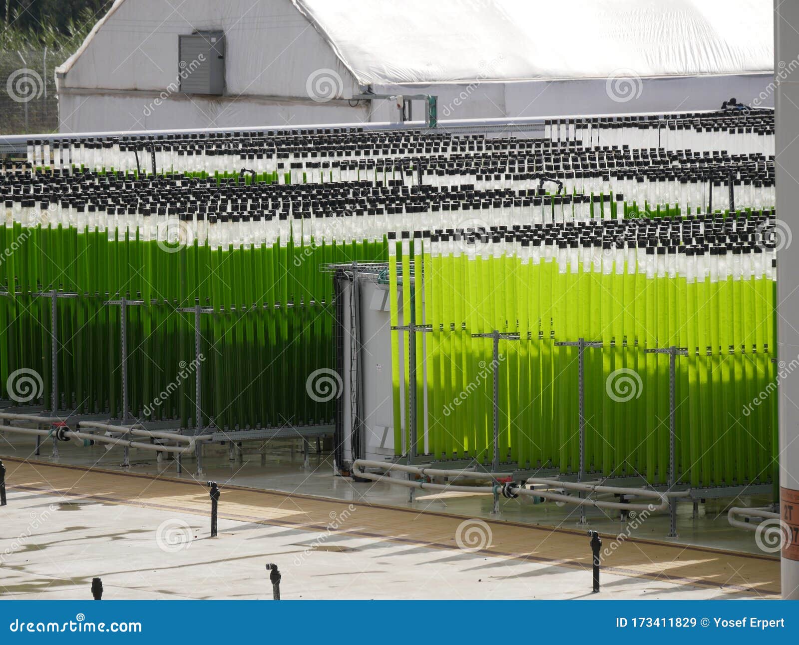 Algae growing farm stock image. Image of transparent - 173411829