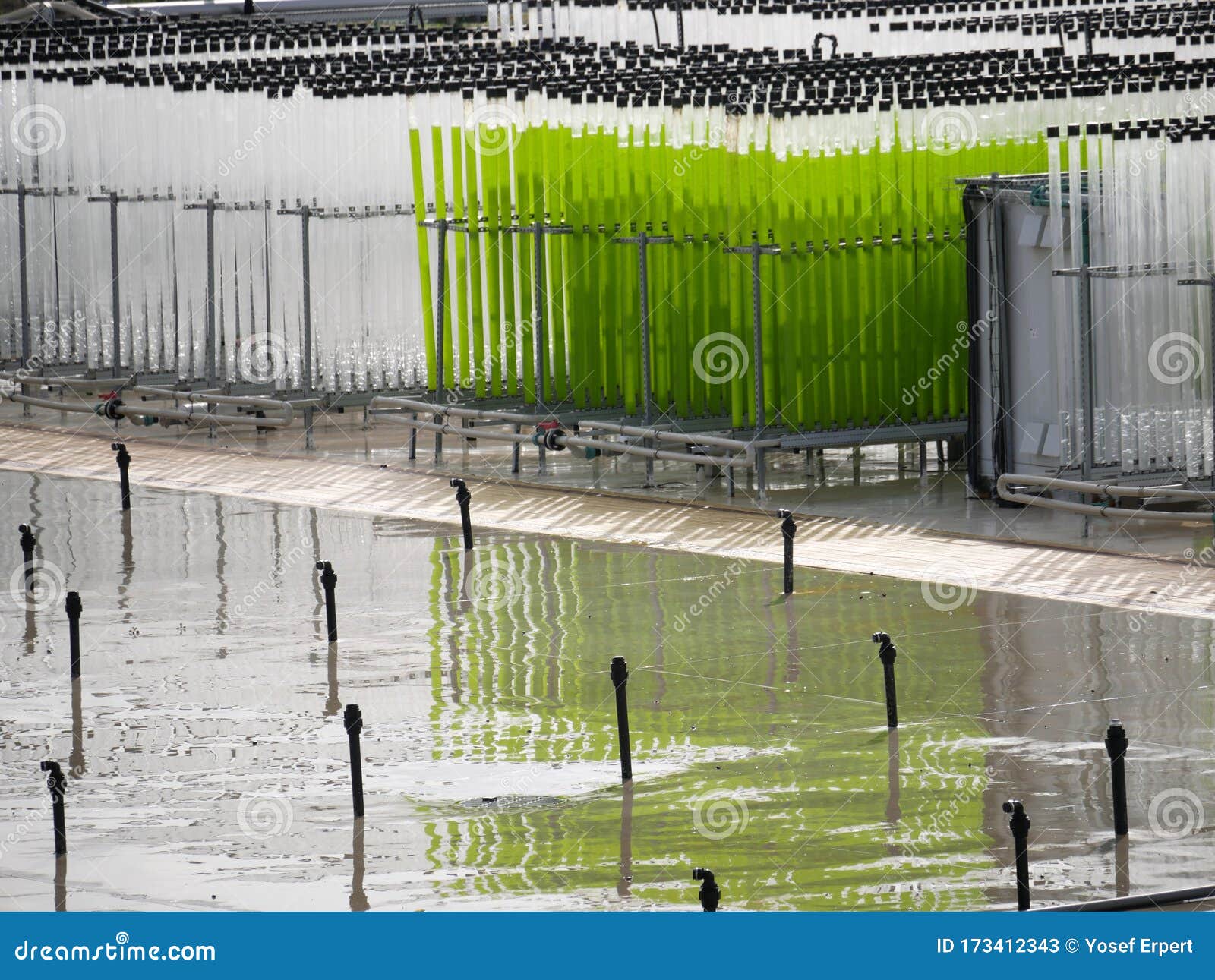 Algae growing farm stock image. Image of vertical, growing - 173412343