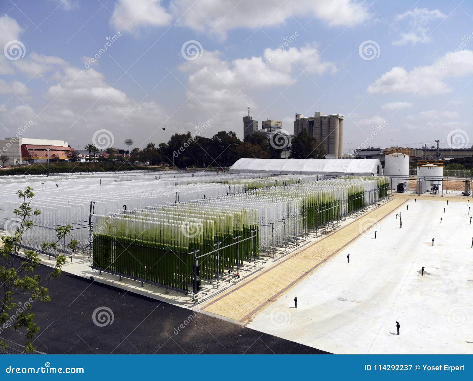 Algae growing plant stock image. Image of algae, floor - 114292237