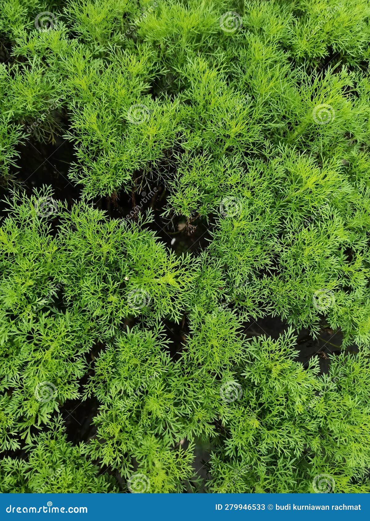 Algae Plant on the Roadside Stock Image - Image of growing, flower ...