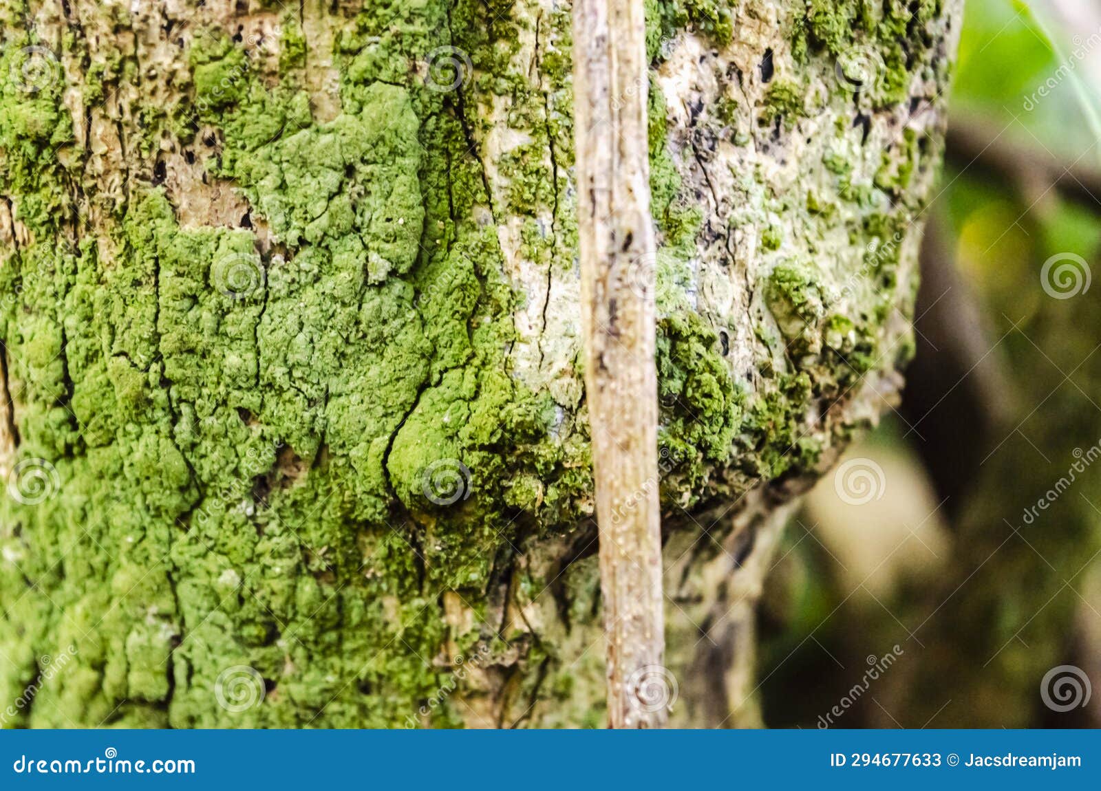 Algae Growing on Tree stock image. Image of lichen, moss - 294677633