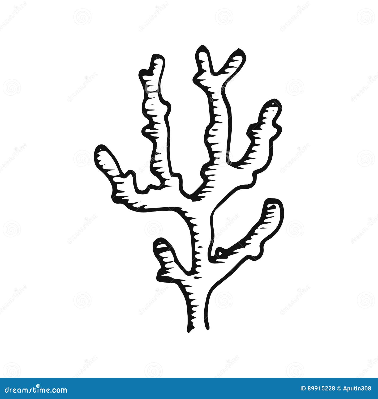 Algae hand drawing vector stock vector. Illustration of plants - 89915228