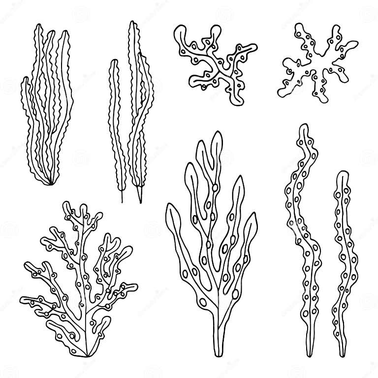 Algae hand drawing vector stock vector. Illustration of plant - 90483581