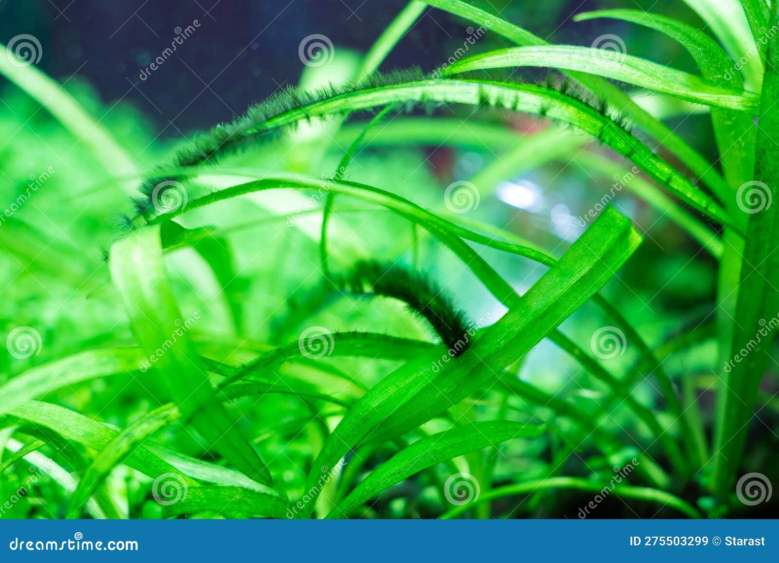 Algae in a Home Dirty Aquarium, Echinodorus Tenellus Covered with ... Algae in a Home Dirty Aquarium, Echinodorus Tenellus Covered with ...
