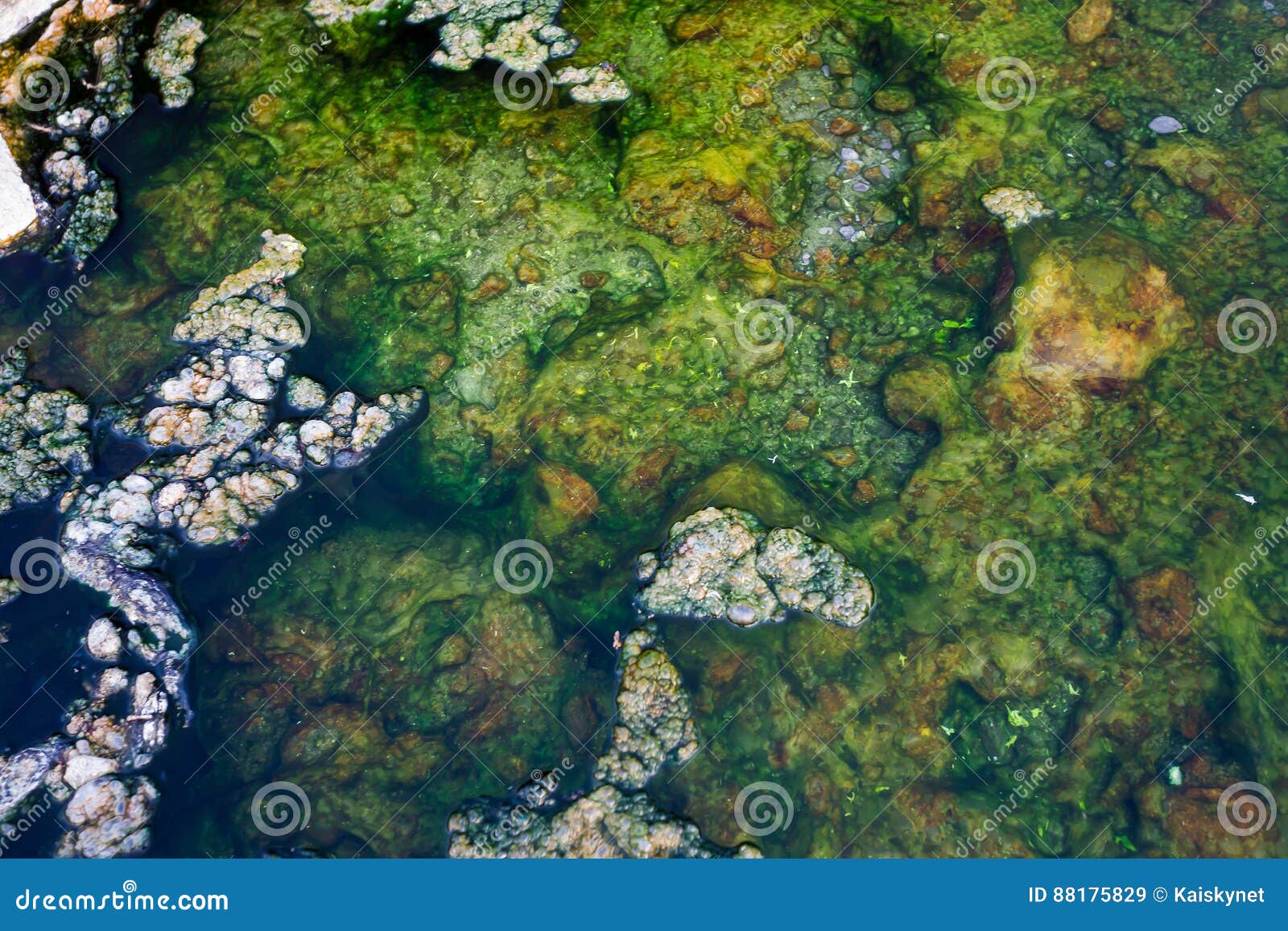 Algae in hot springs. stock image. Image of bacteria - 88175829