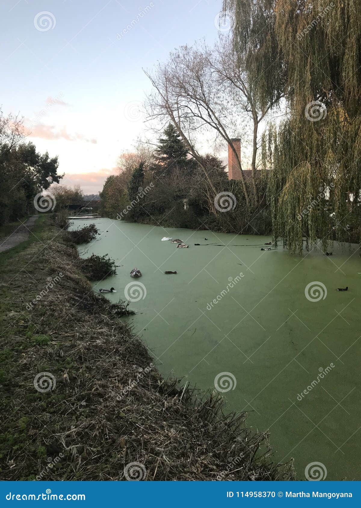 Algae infested water stock photo. Image of infested - 114958370