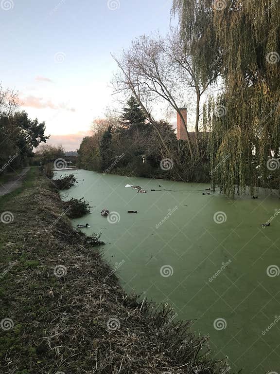 Algae infested water stock photo. Image of infested - 114958370