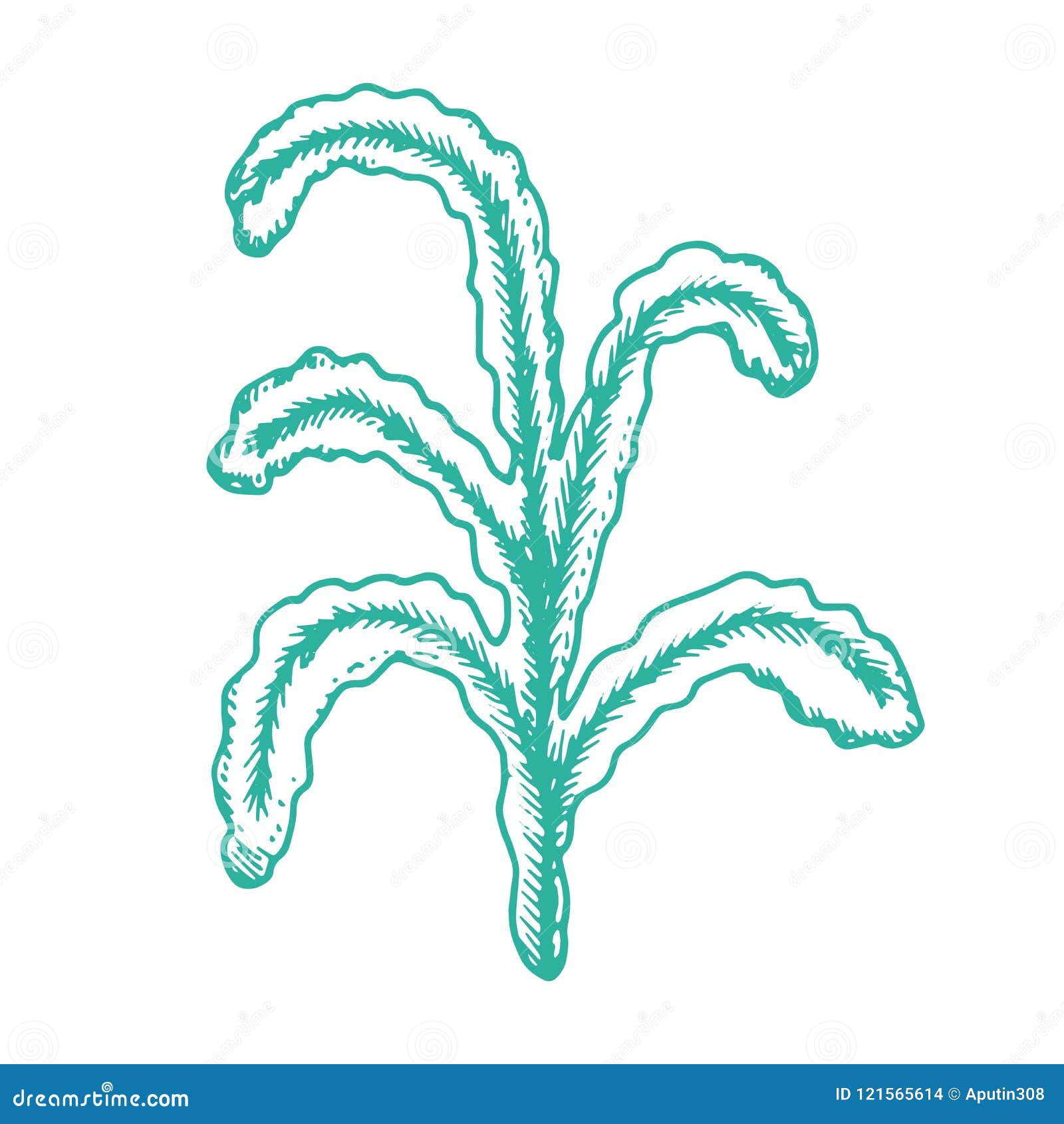 Algae Isolated Hand Drawing Vector. on White Background Sea Plan Stock ...