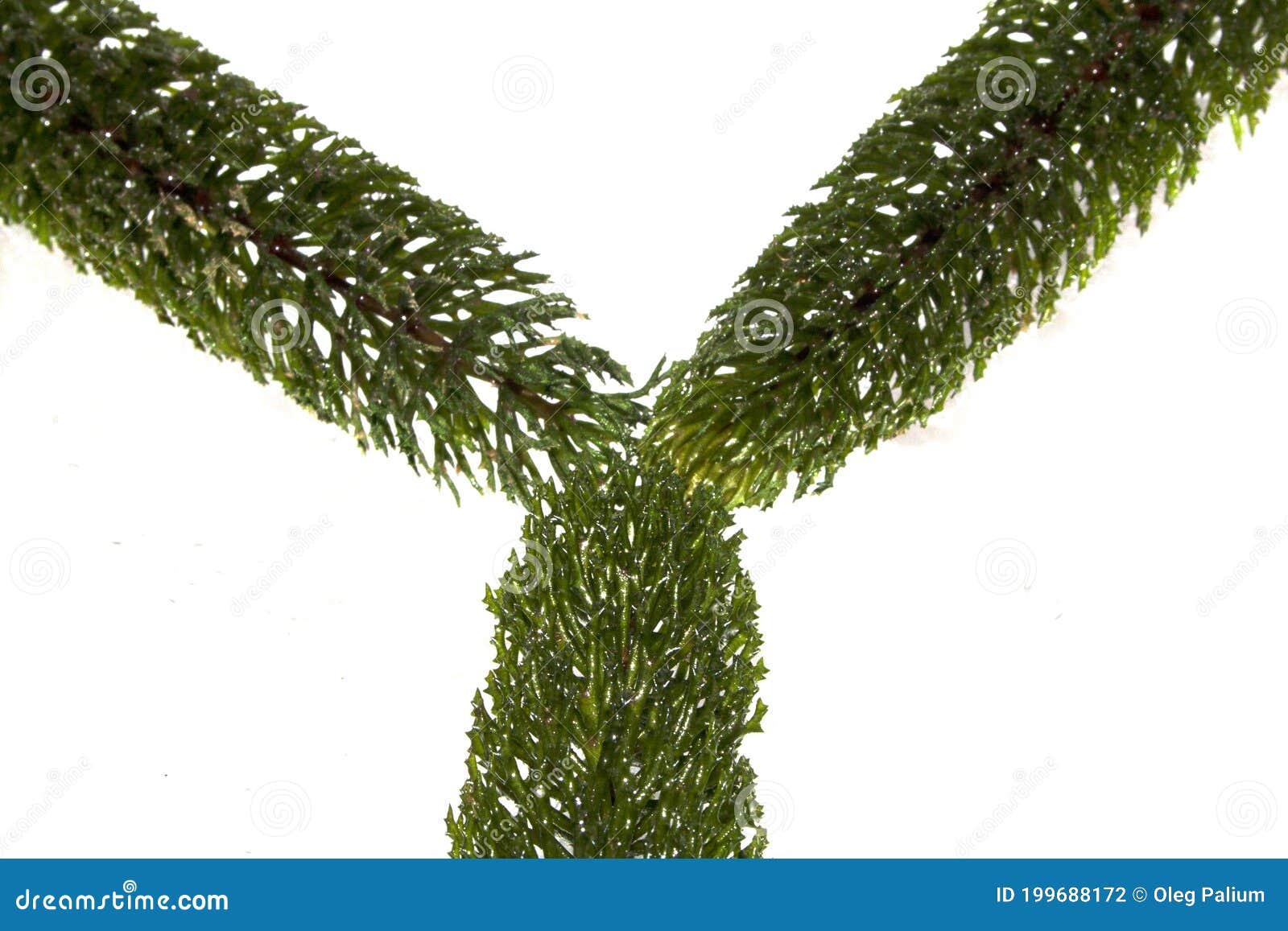 Algae Isolated on White Background Stock Photo - Image of gourmet ...