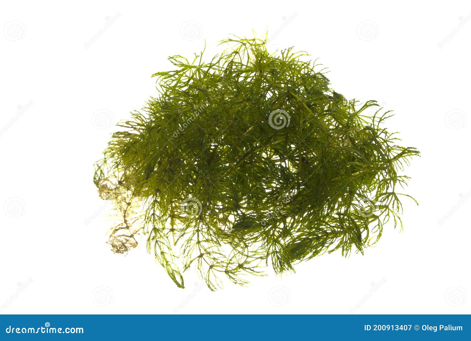 Algae Isolated on White Background Stock Image - Image of algae ...