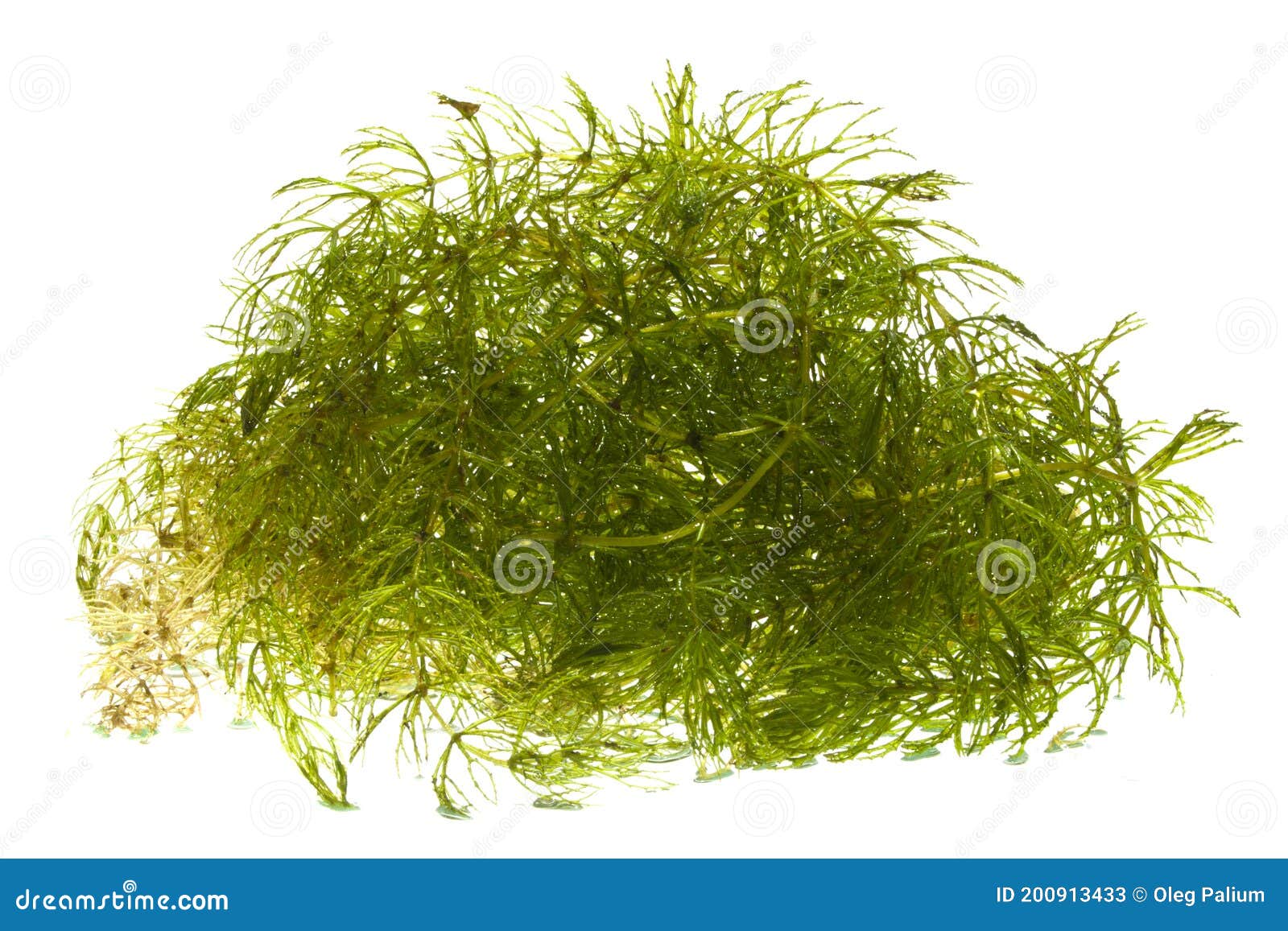 Algae Isolated on White Background Stock Image - Image of delicious ...