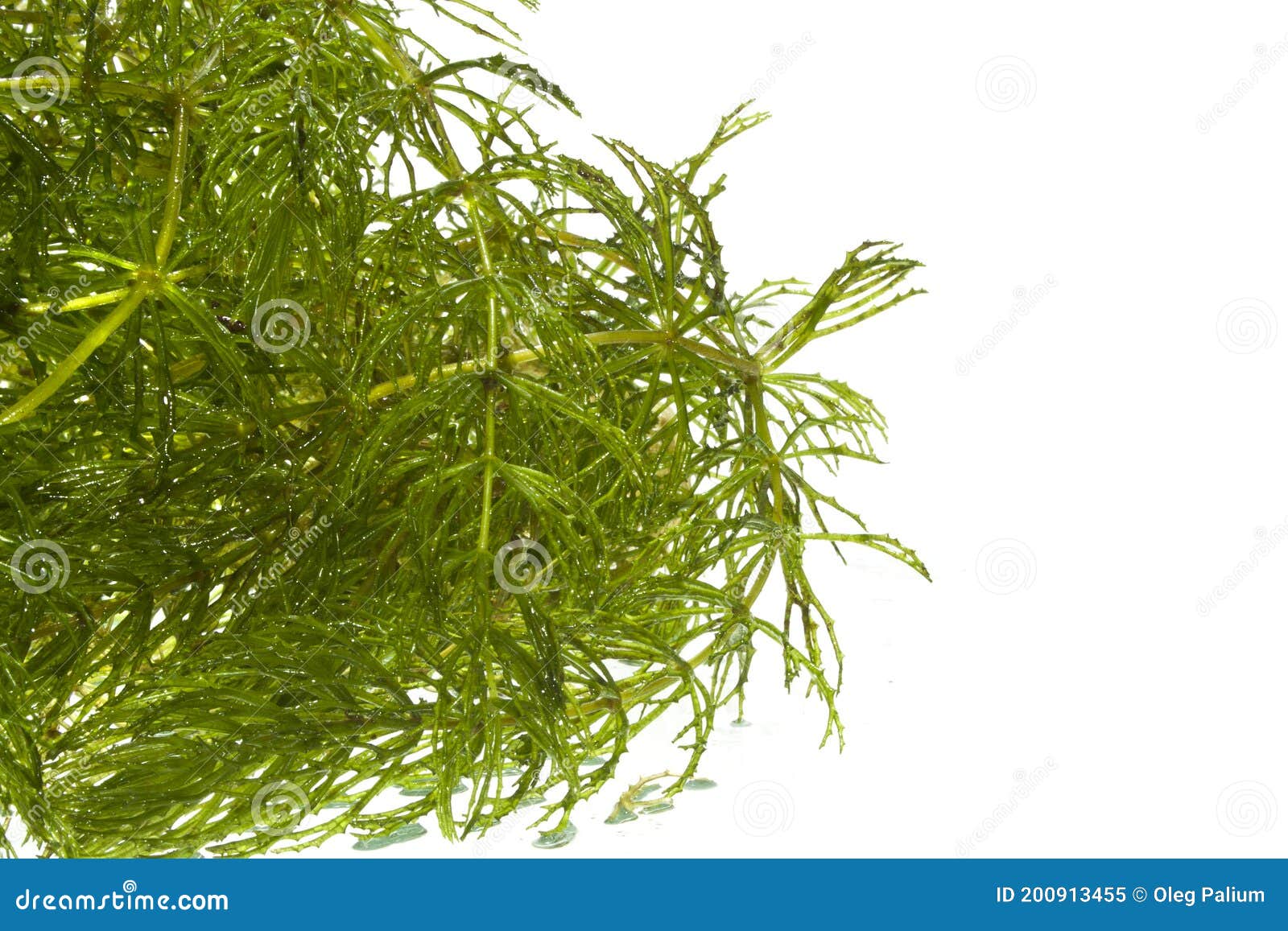 Algae Isolated on White Background Stock Image - Image of green, macro ...