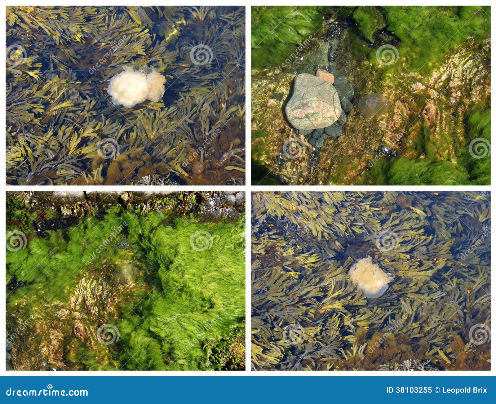 Algae And Jellyfish In The Shallow Water Royalty-Free Stock Photo ...