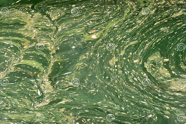 Pond Scum, Patterns in the Water Stock Image - Image of growth, grow ...