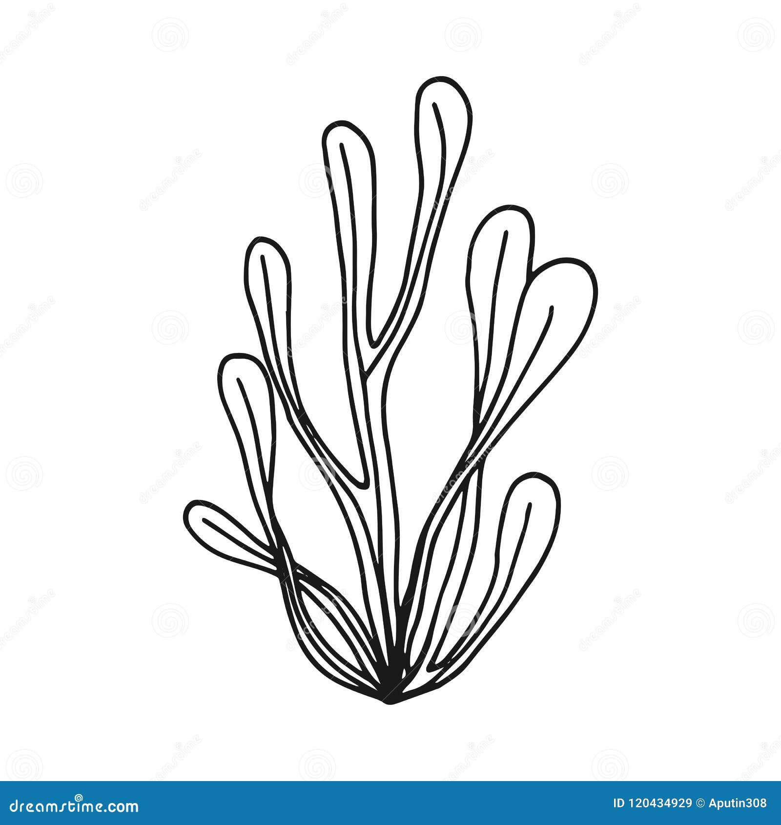 Simple Algae Drawing