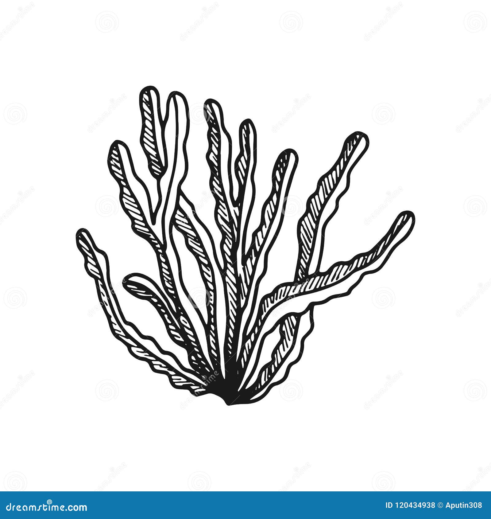 Simple Algae Drawing