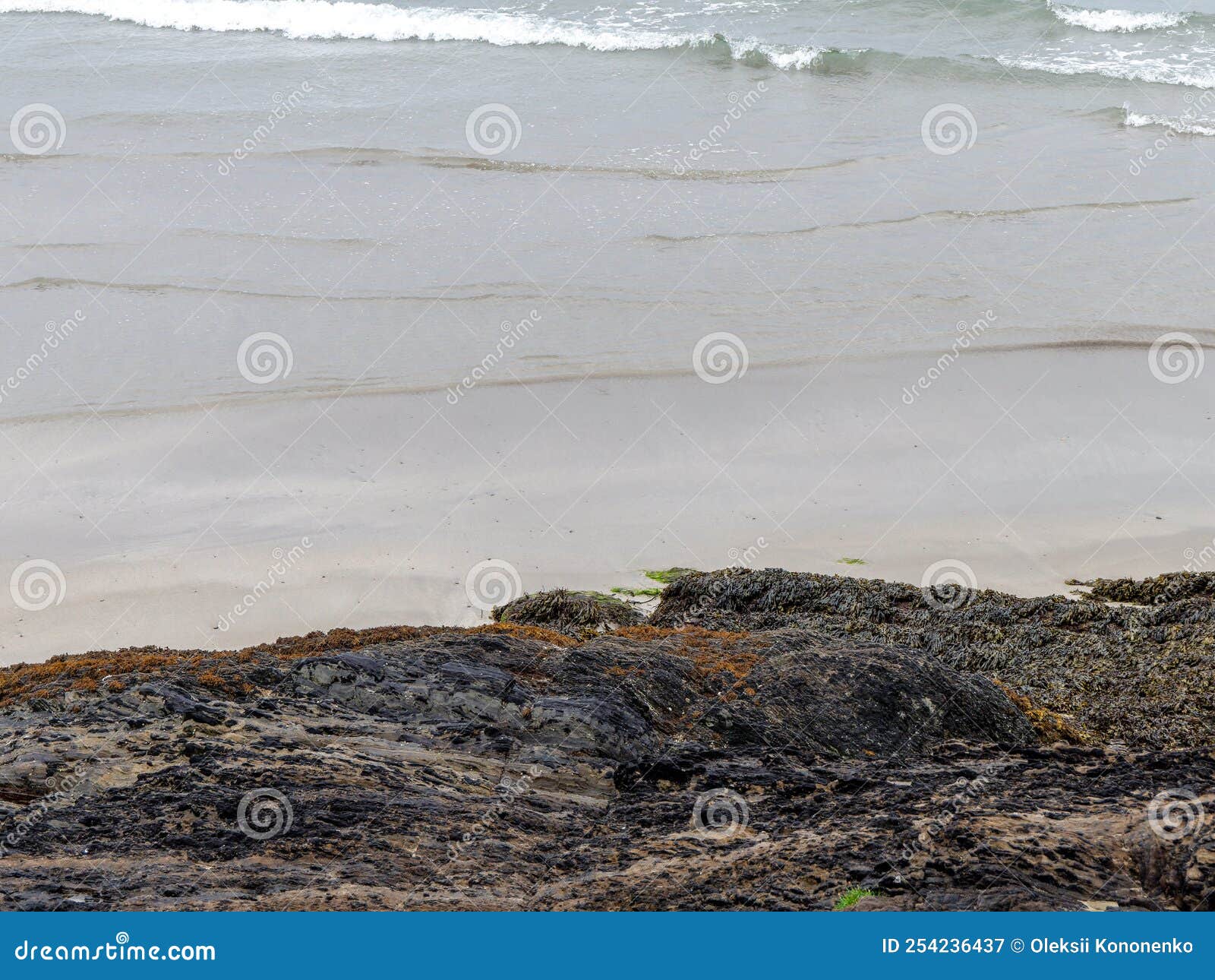 Algae and Marine Plants on Coastal Rocks. Gray Water, Surf Stock Image ...