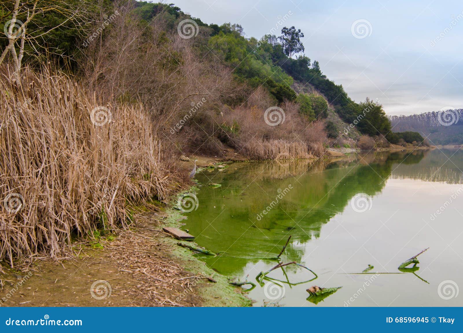 Algae Marsh at Lake Chabot stock image. Image of shoreline - 68596945